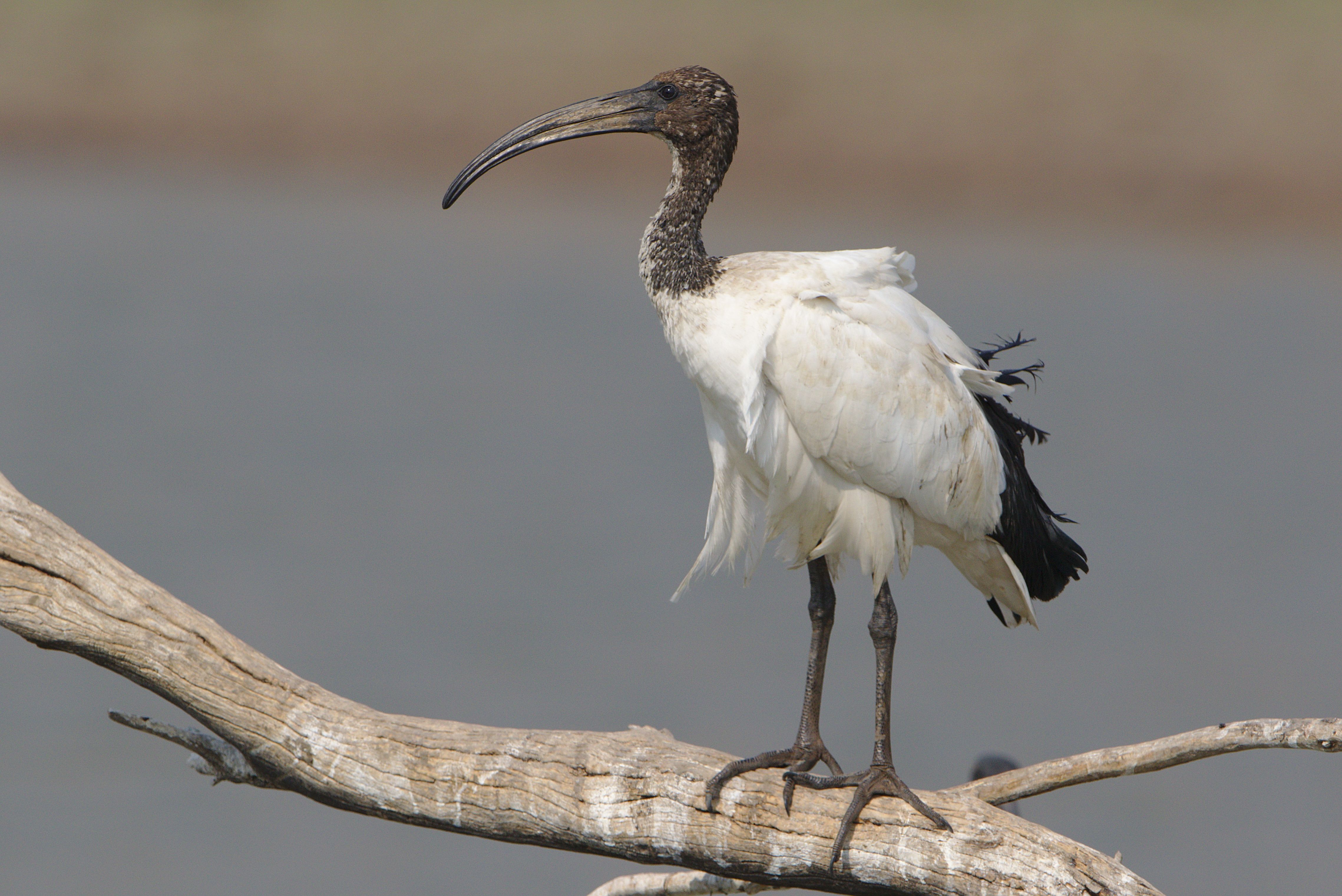 African Sacred Ibis on Branch in South Africa · Free Stock Photo