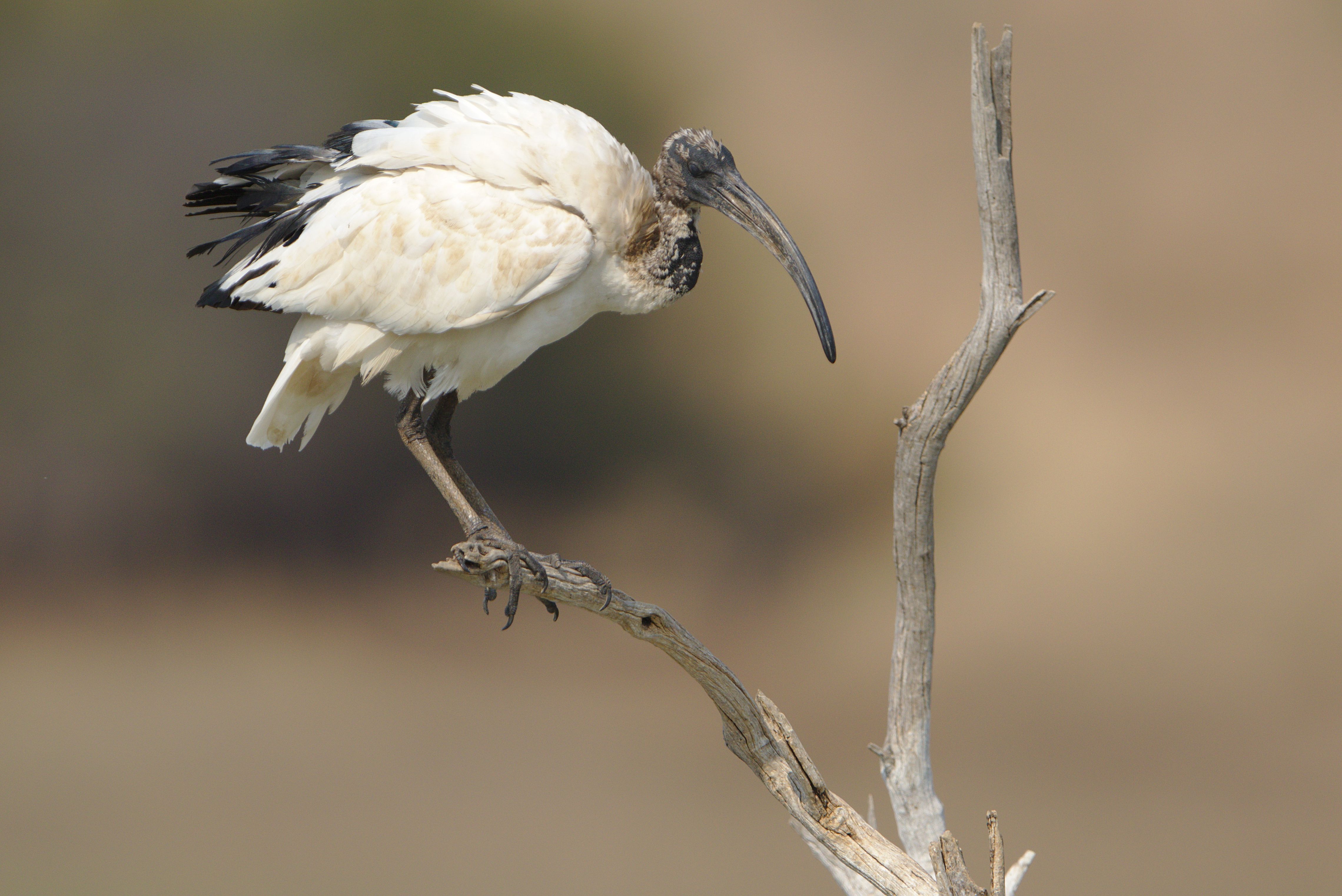 African Sacred Ibis Perched on a Tree Branch · Free Stock Photo