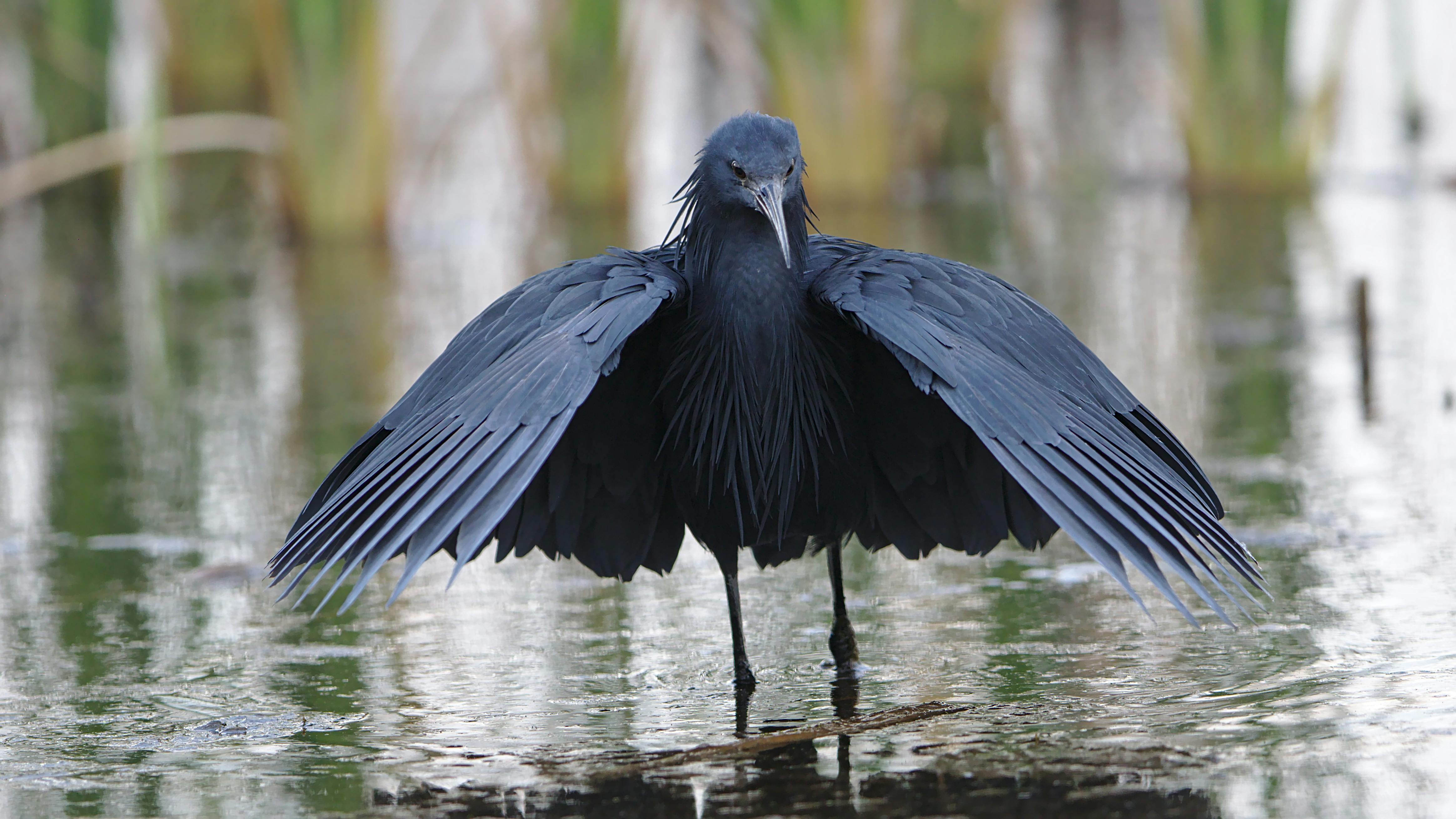 Garza Negra, Egretta Ardesiaca, En La Reserva Natural Marievale ...