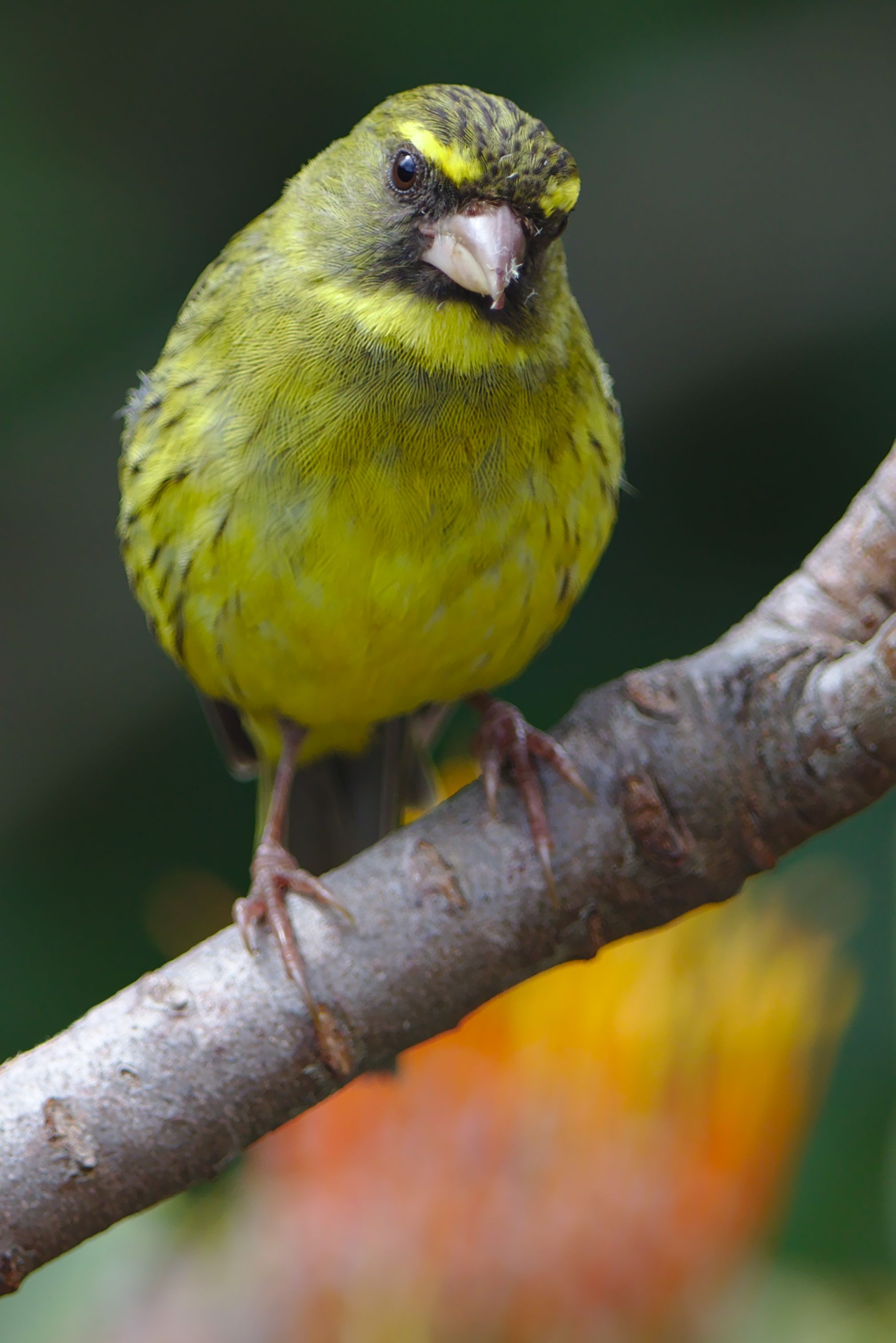 Canary Photos, Download The BEST Free Canary Stock Photos & HD Images