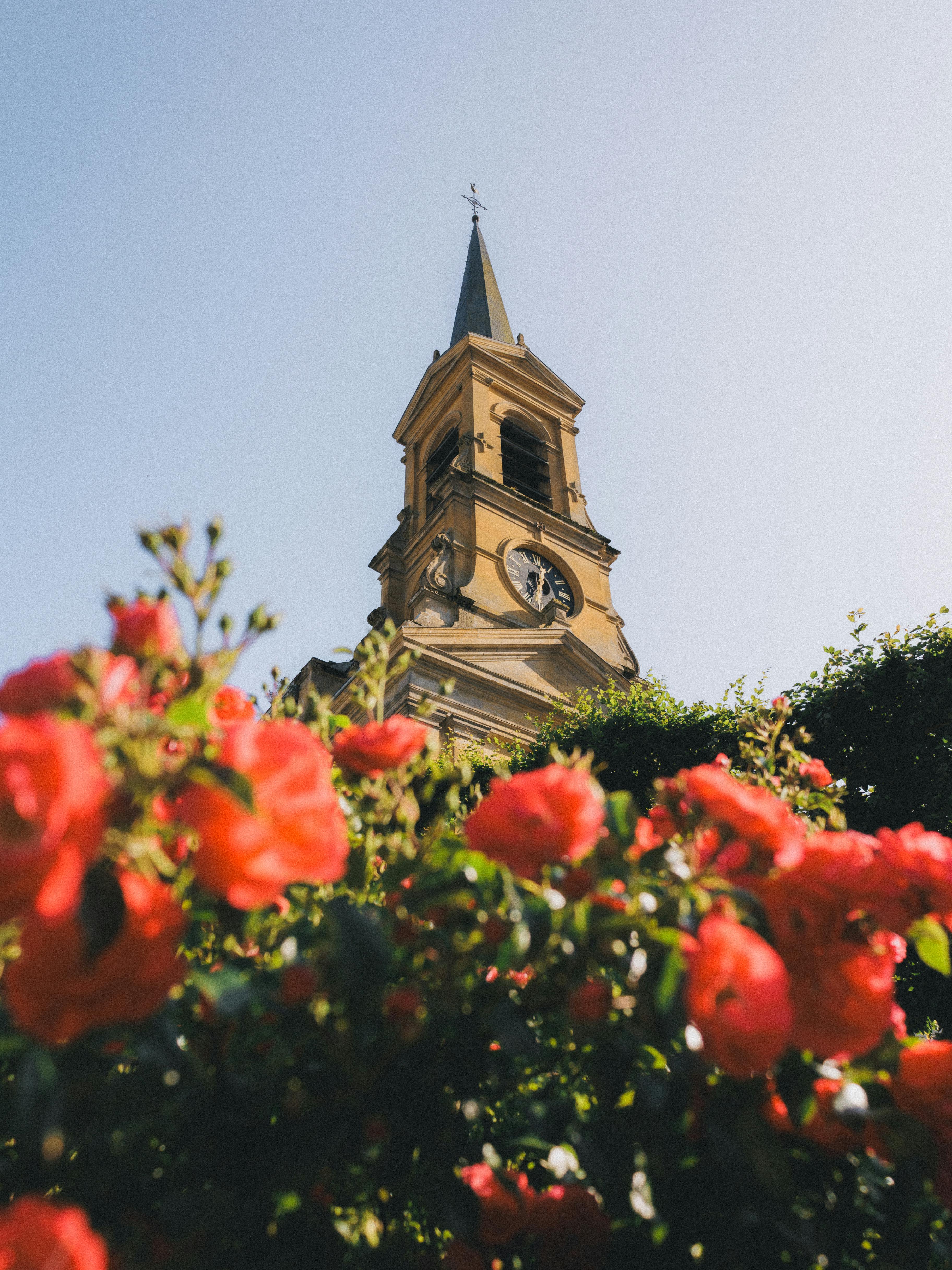 Blooming roses growing in park near cathedral · Free Stock Photo