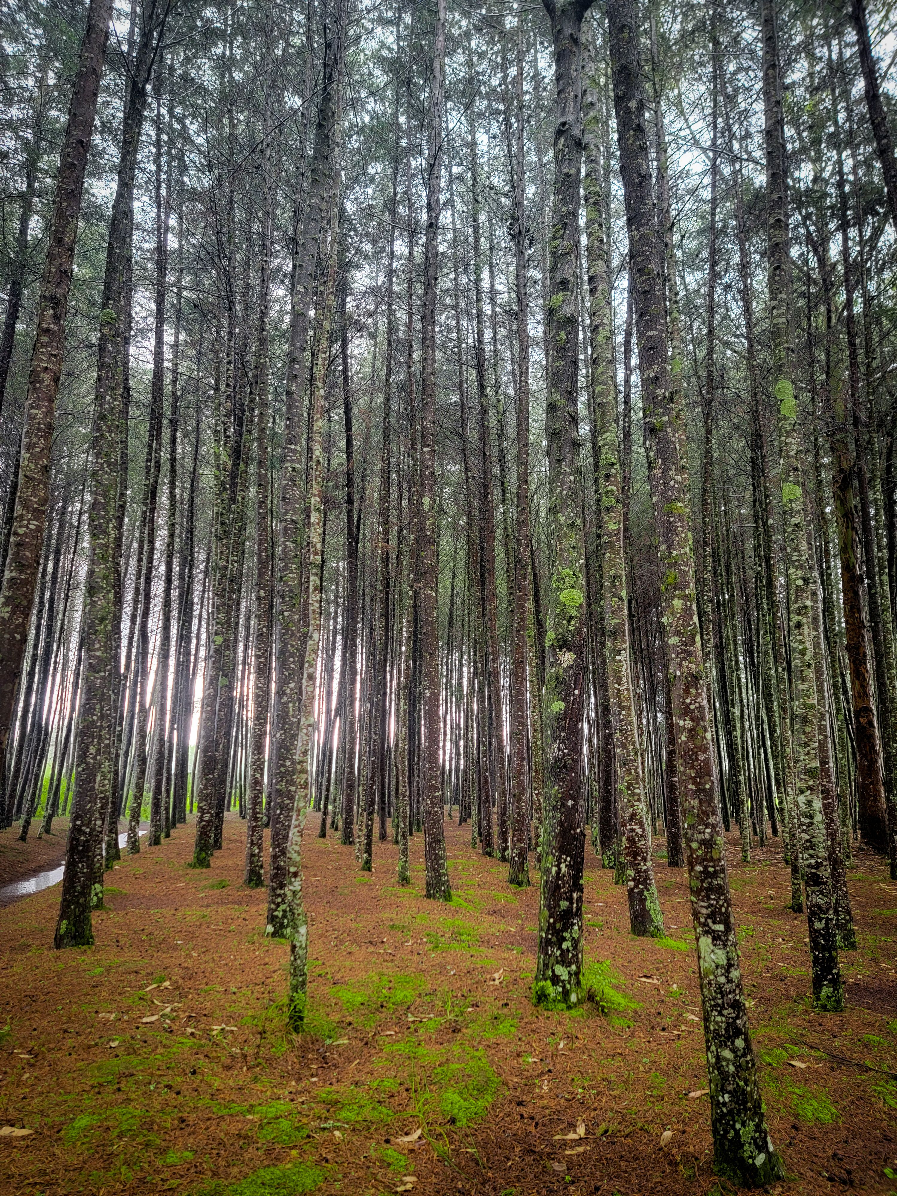 Serene Forest with Dense Pine Trees in Daylight · Free Stock Photo