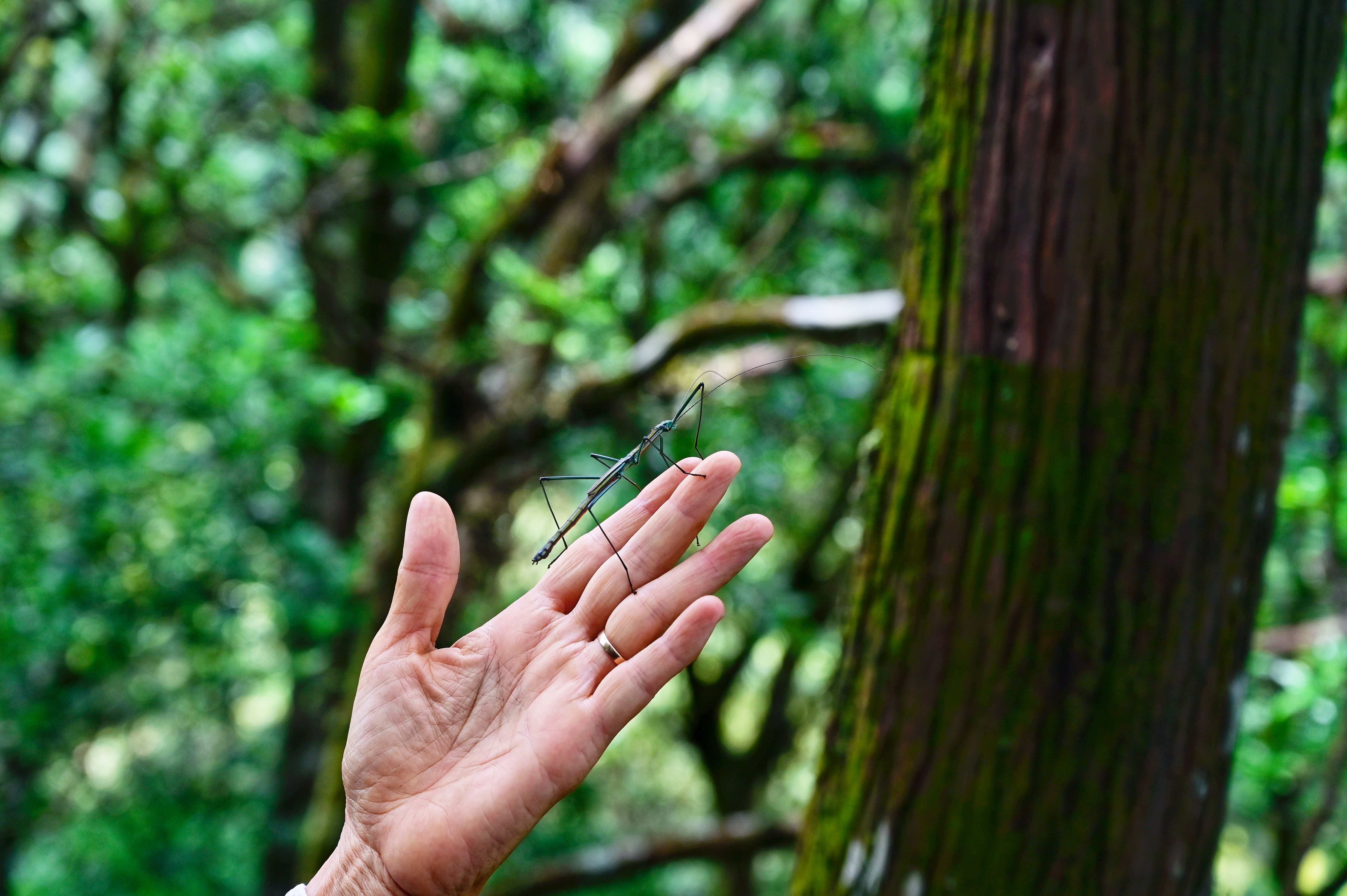 Macro Shot of Stick Insect on Human Hand · Free Stock Photo