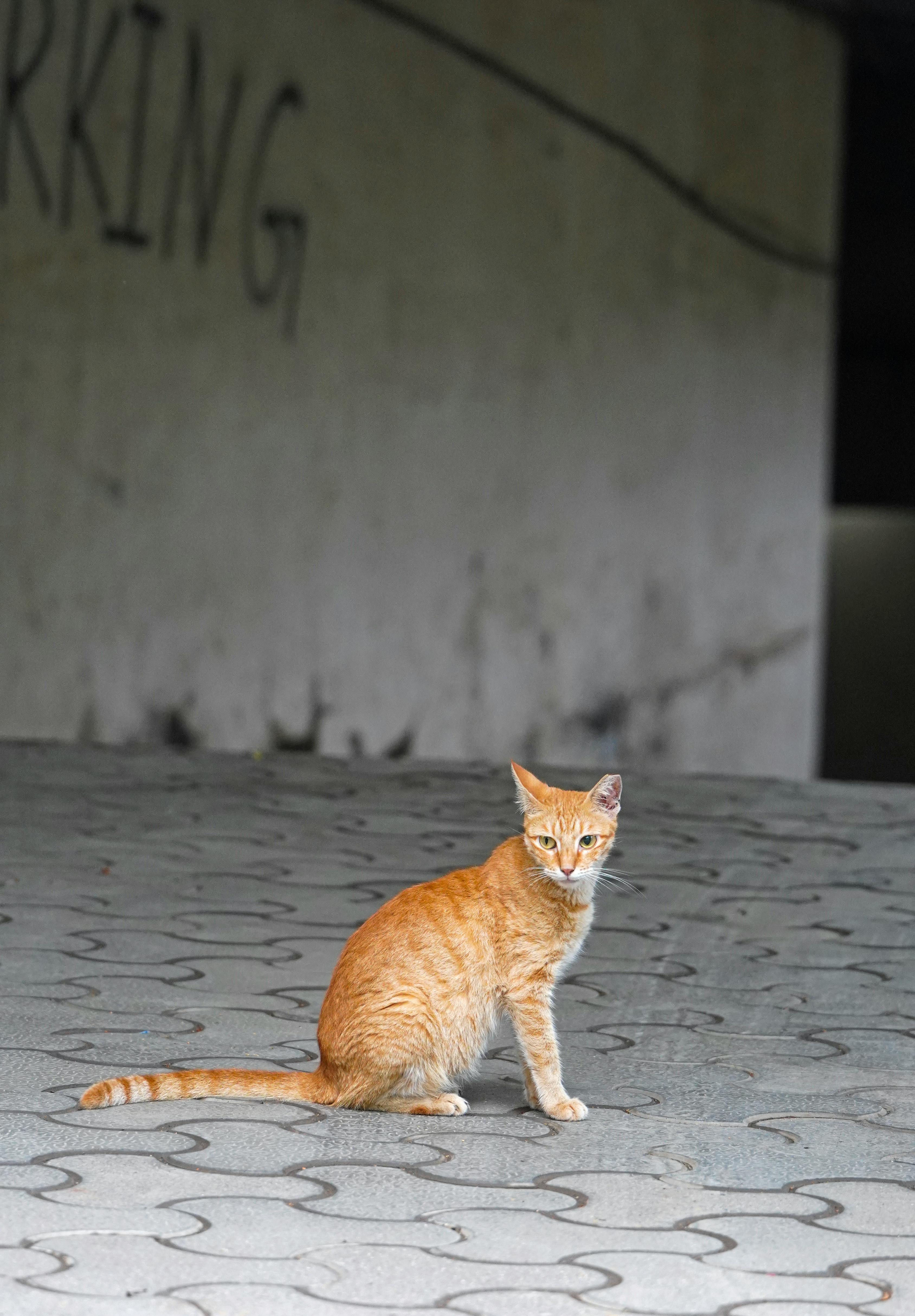 Orange Cat Sitting in Urban Parking Garage · Free Stock Photo