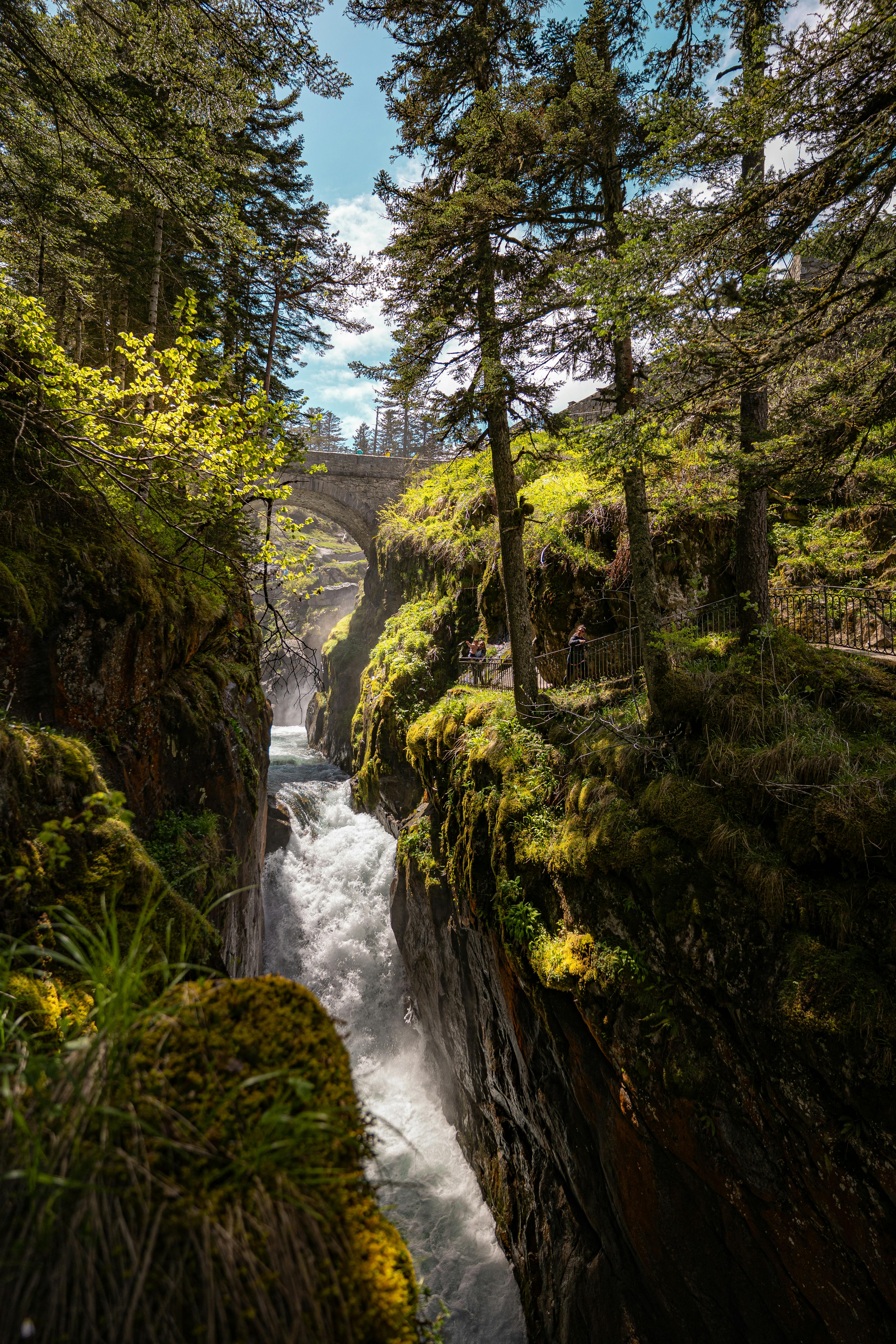 Green Pine Trees Near Waterfall · Free Stock Photo