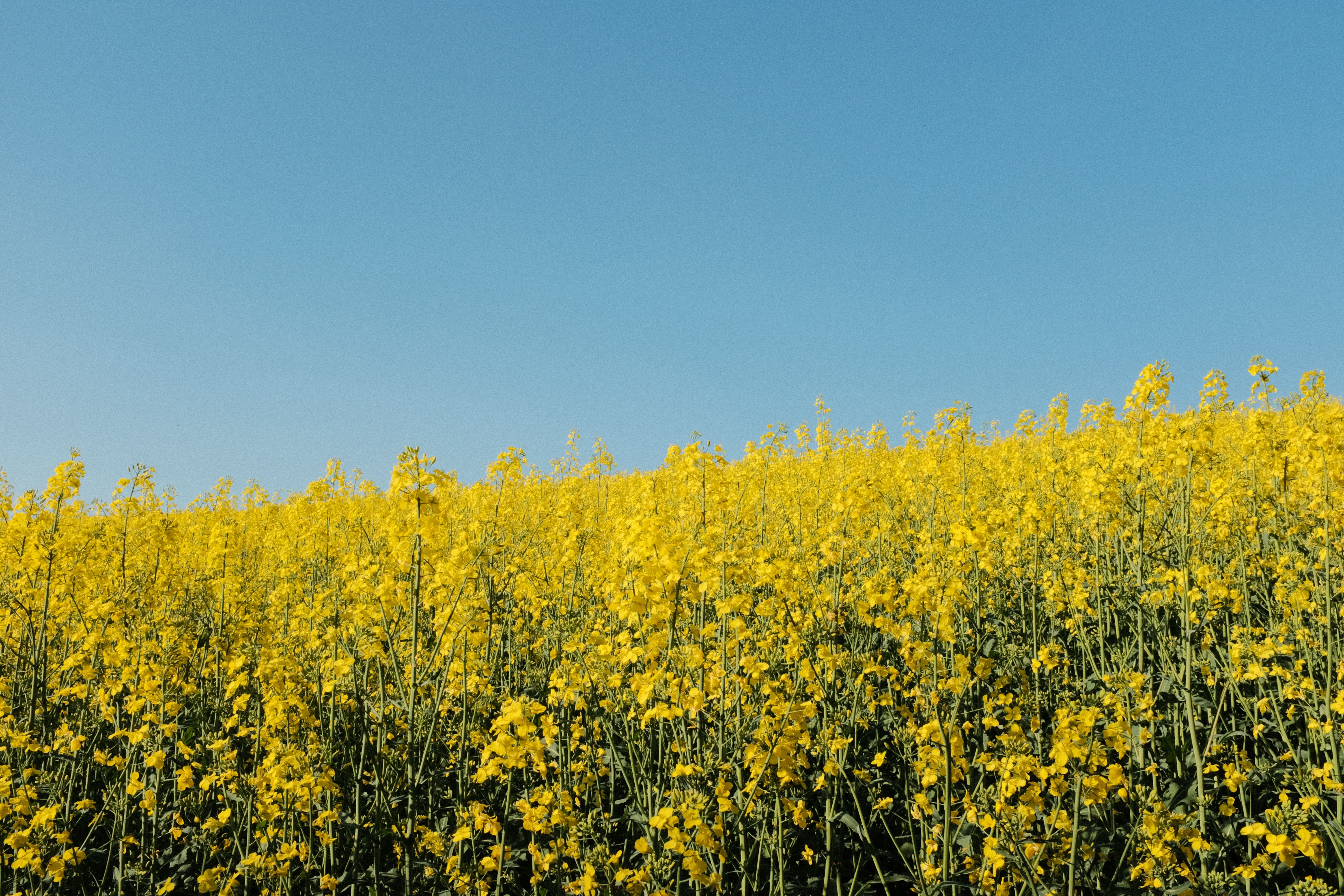 Vast Golden Canola Field Under Clear Blue Sky · Free Stock Photo