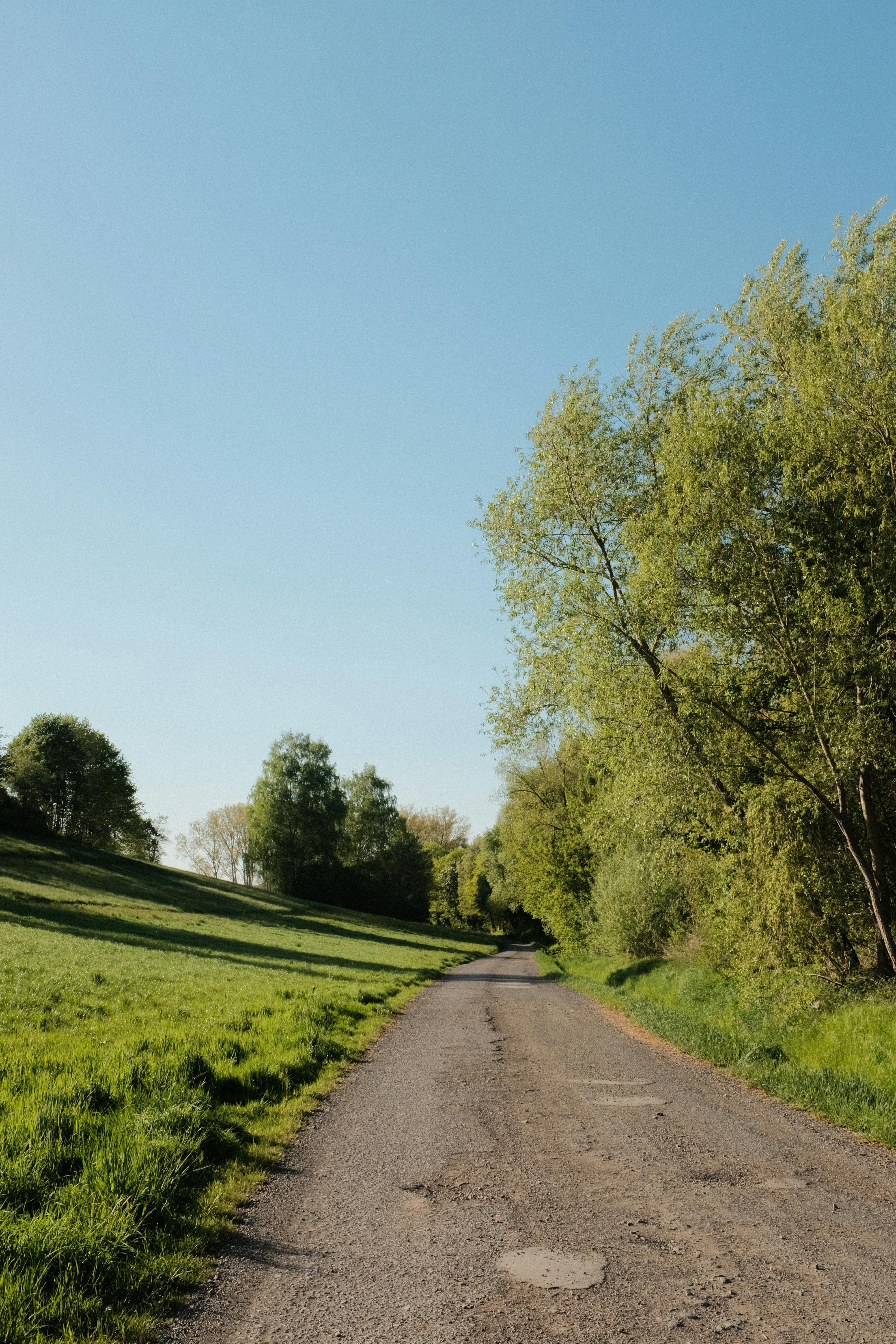 Tree From Beneath Photos, Download The BEST Free Tree From Beneath ...