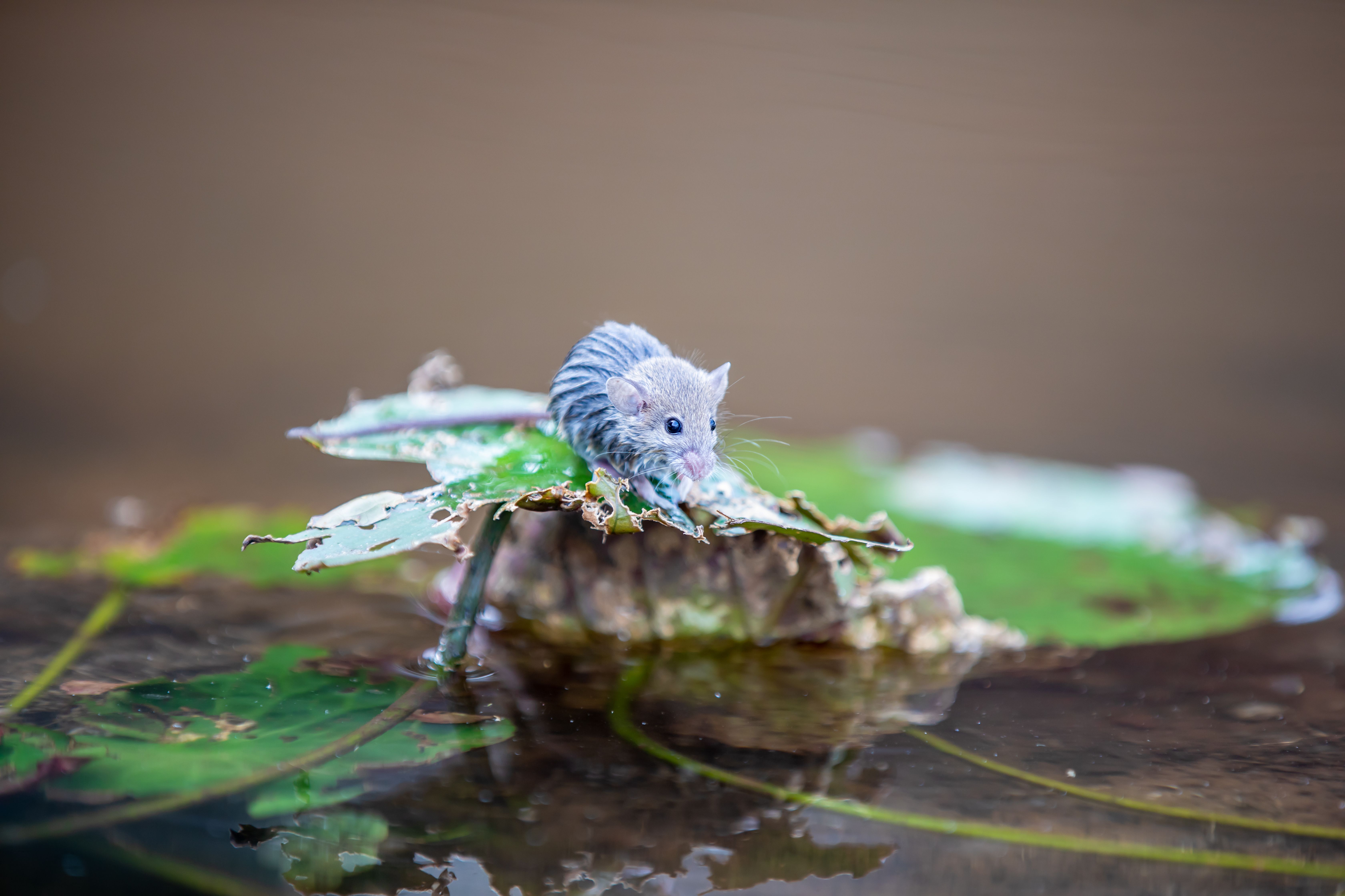 Amphibious Rodent Photos, Download The BEST Free Amphibious Rodent ...
