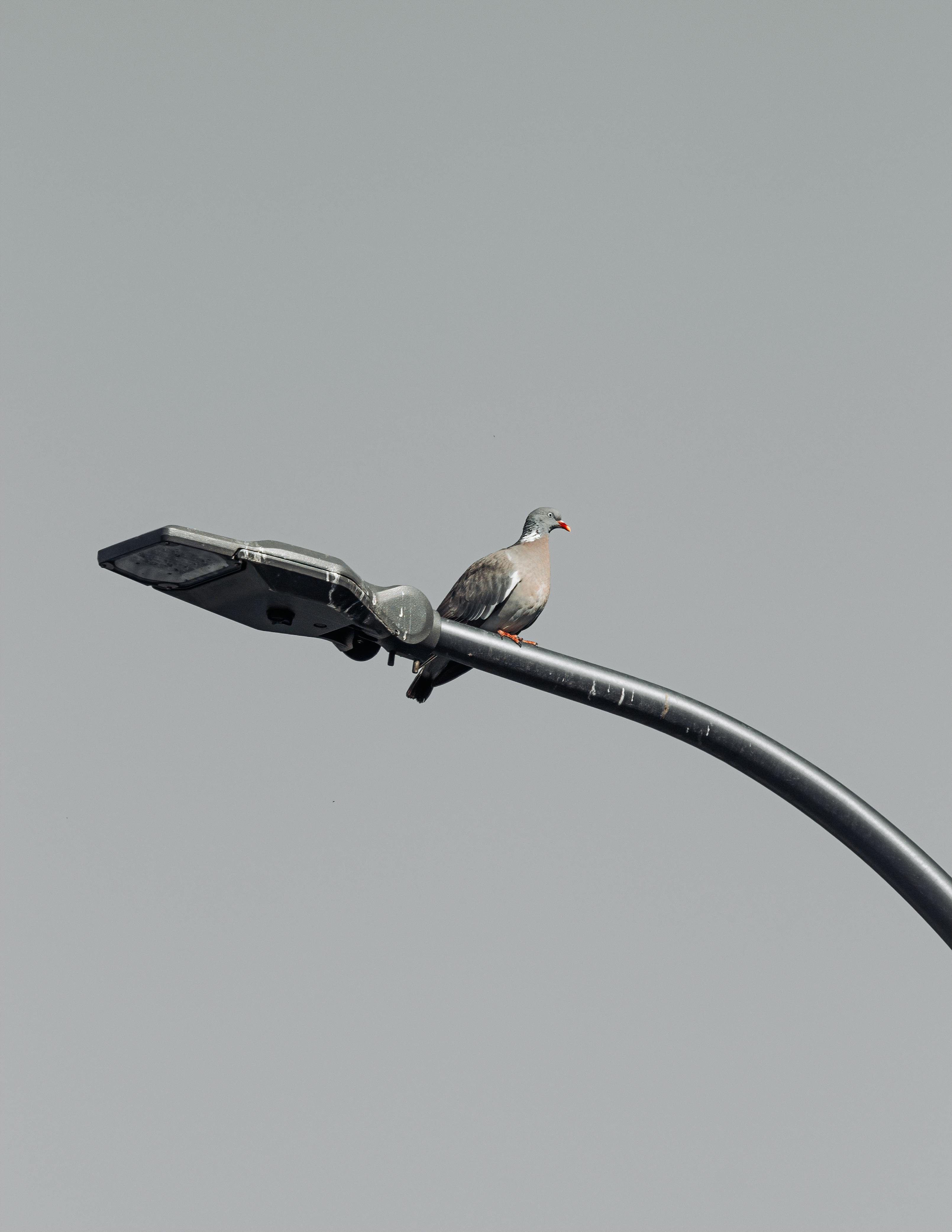 Barry Guard Photos, Download The BEST Free Barry Guard Stock Photos ...