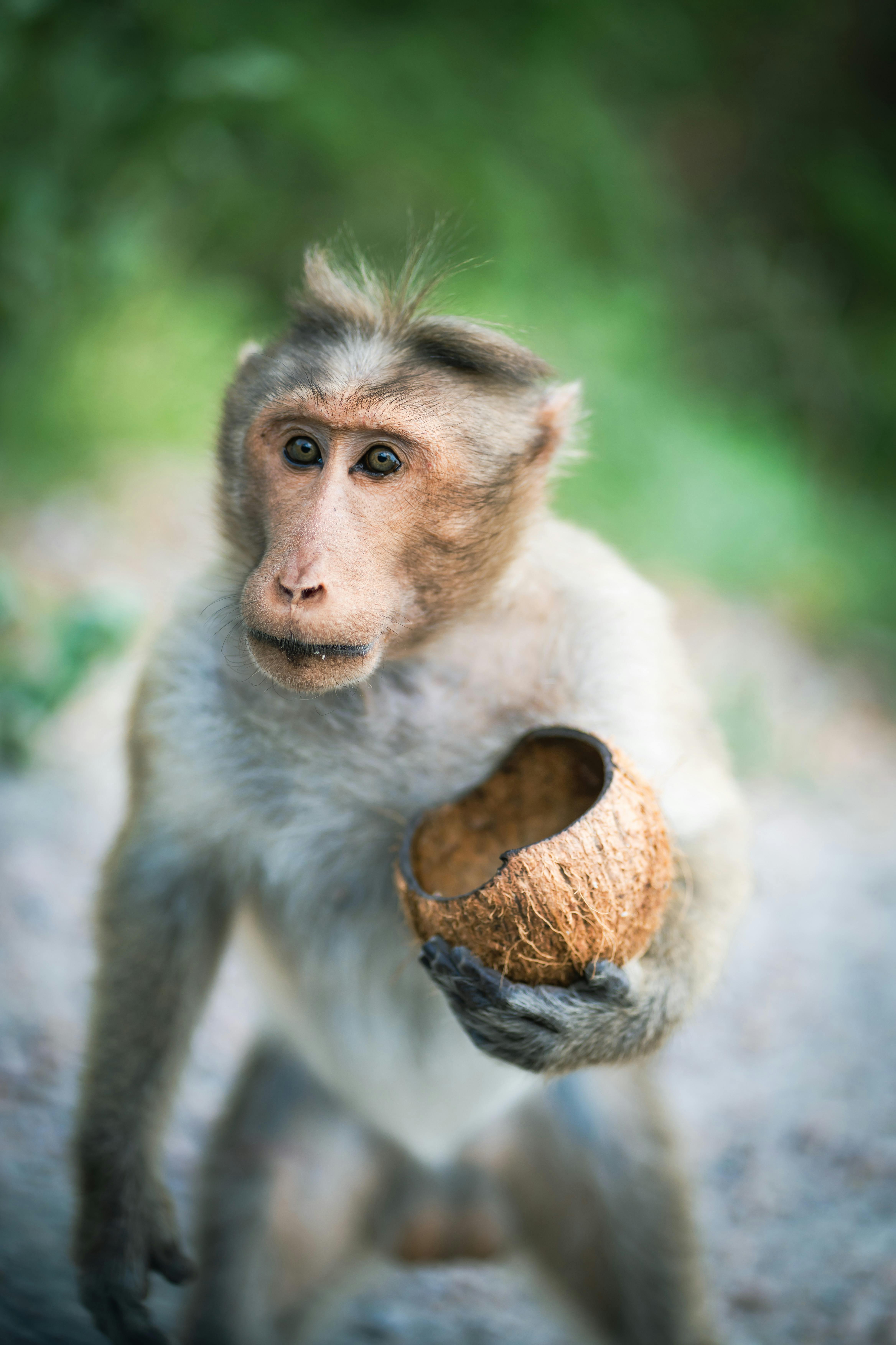 Foto de stock gratuita sobre al aire libre, animal, animal del bosque ...