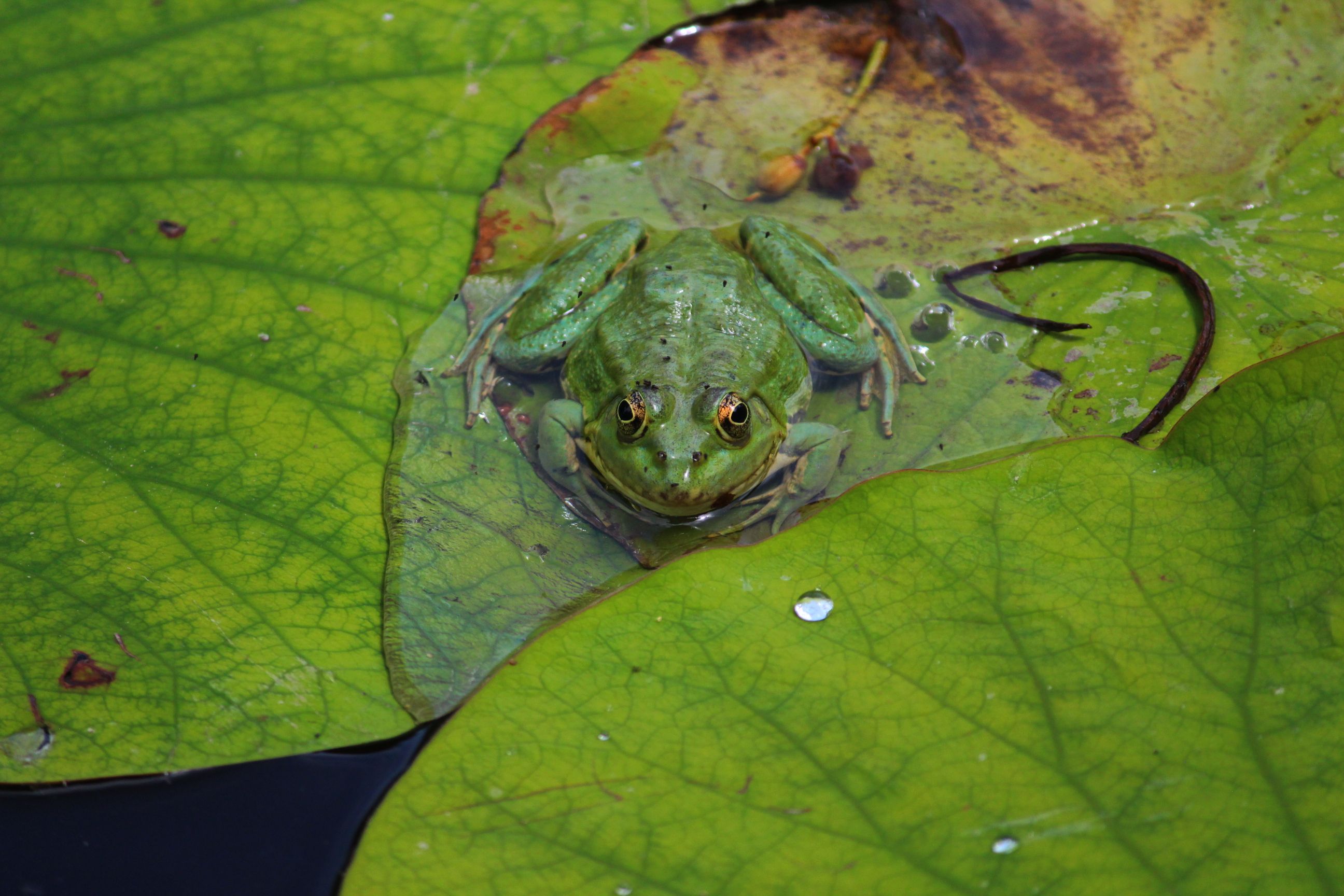 Green Frog on Water Lily Leaf in Montpellier Pond · Free Stock Photo