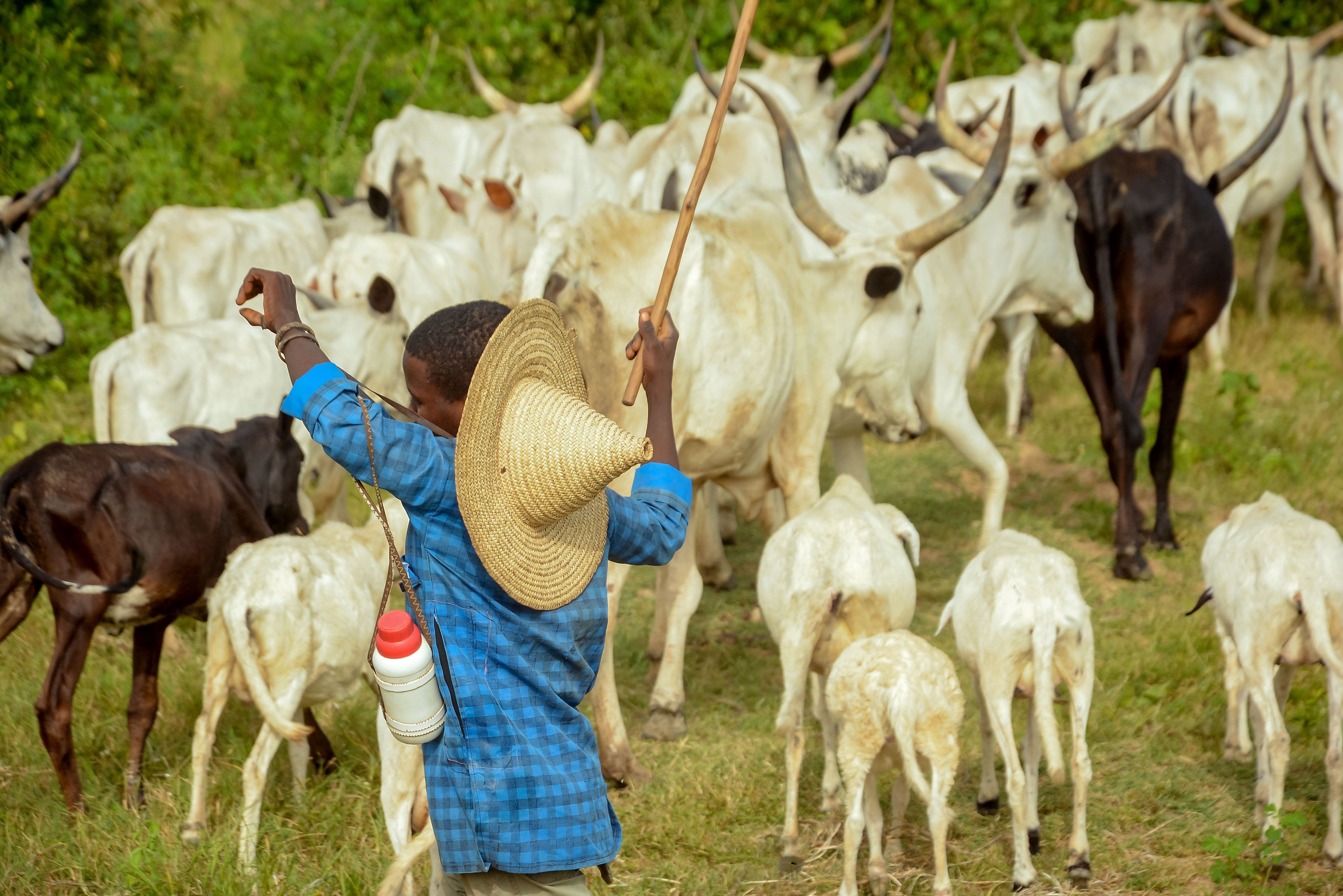 Young Herdsman Guiding Cattle Through Pasture · Free Stock Photo