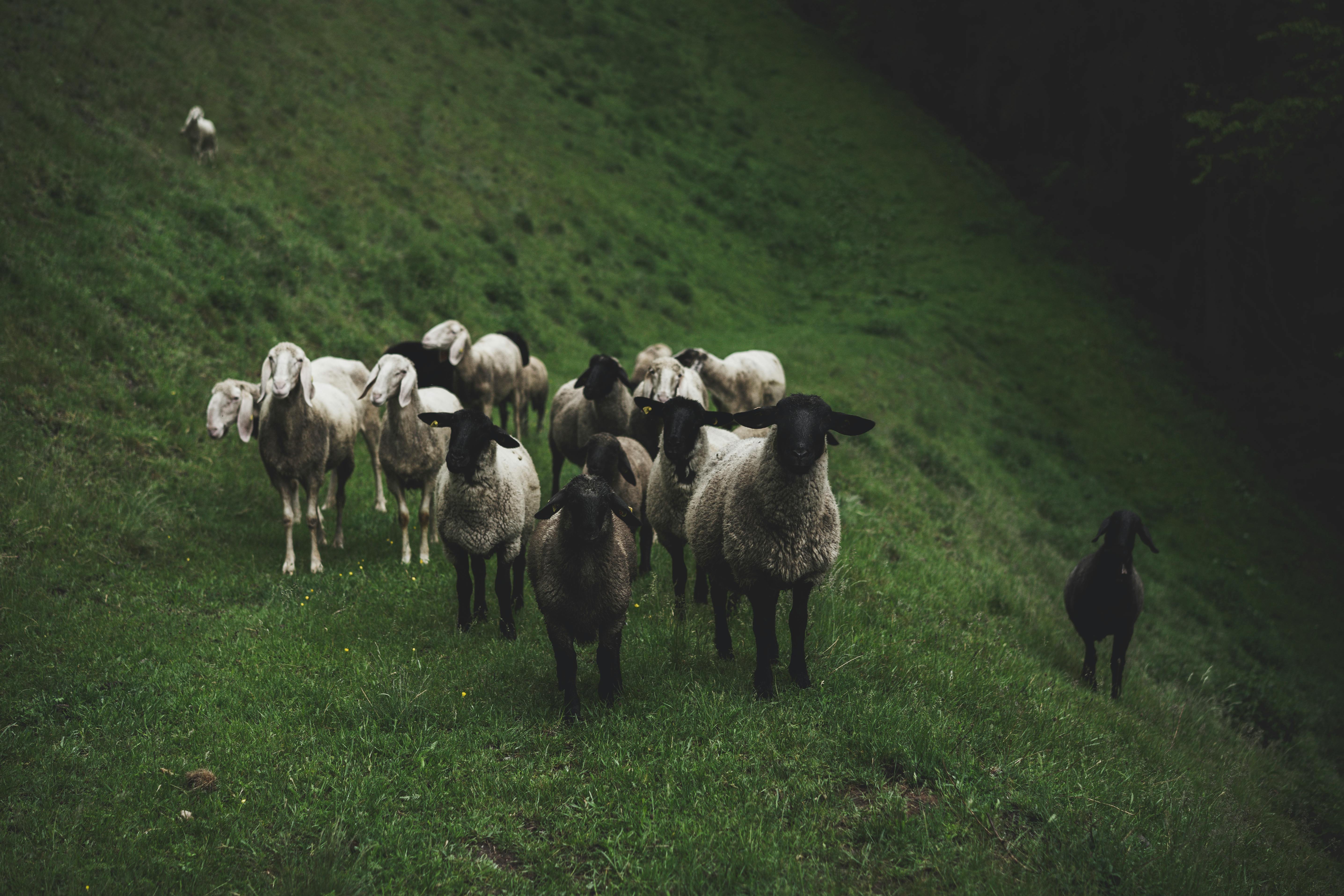 Pictures Of Sheep Photos, Download The BEST Free Pictures Of Sheep ...