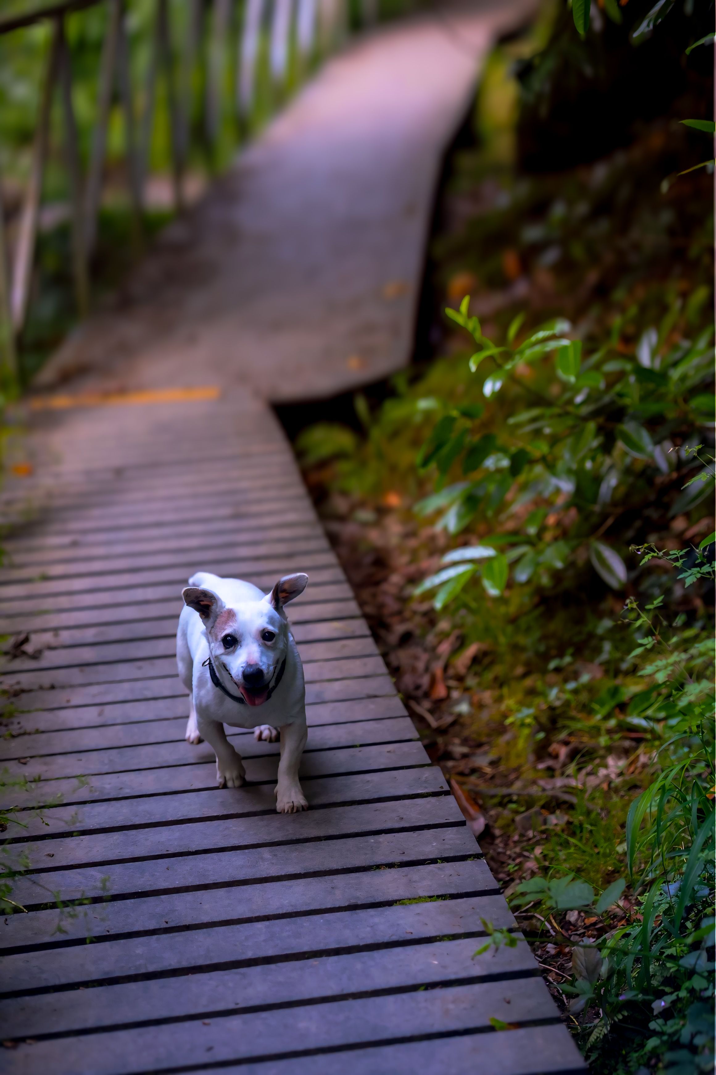 Dog Breed Photos, Download The BEST Free Dog Breed Stock Photos & HD Images