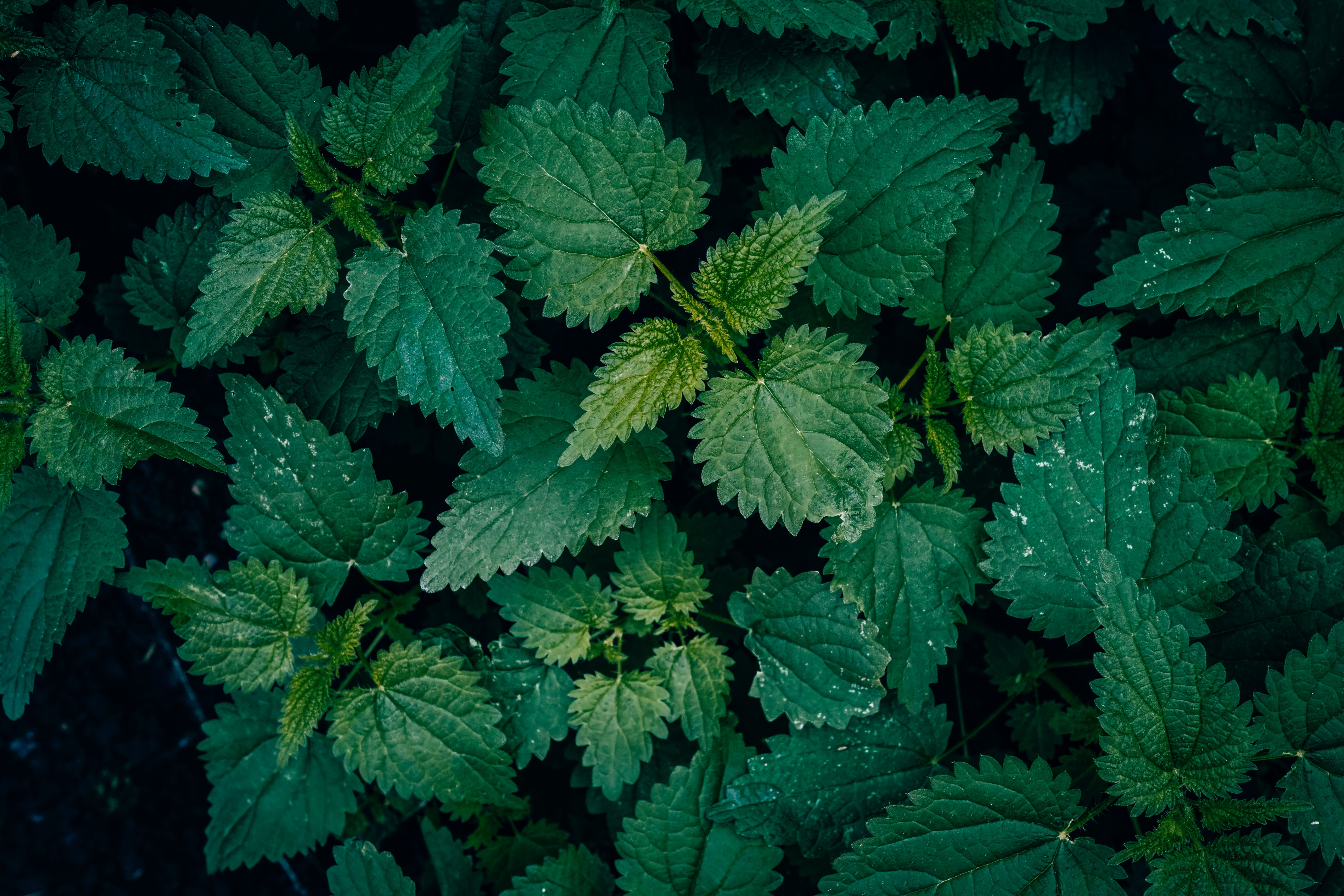 Color: Green Background Photos, Download The BEST Free Color: Green ...