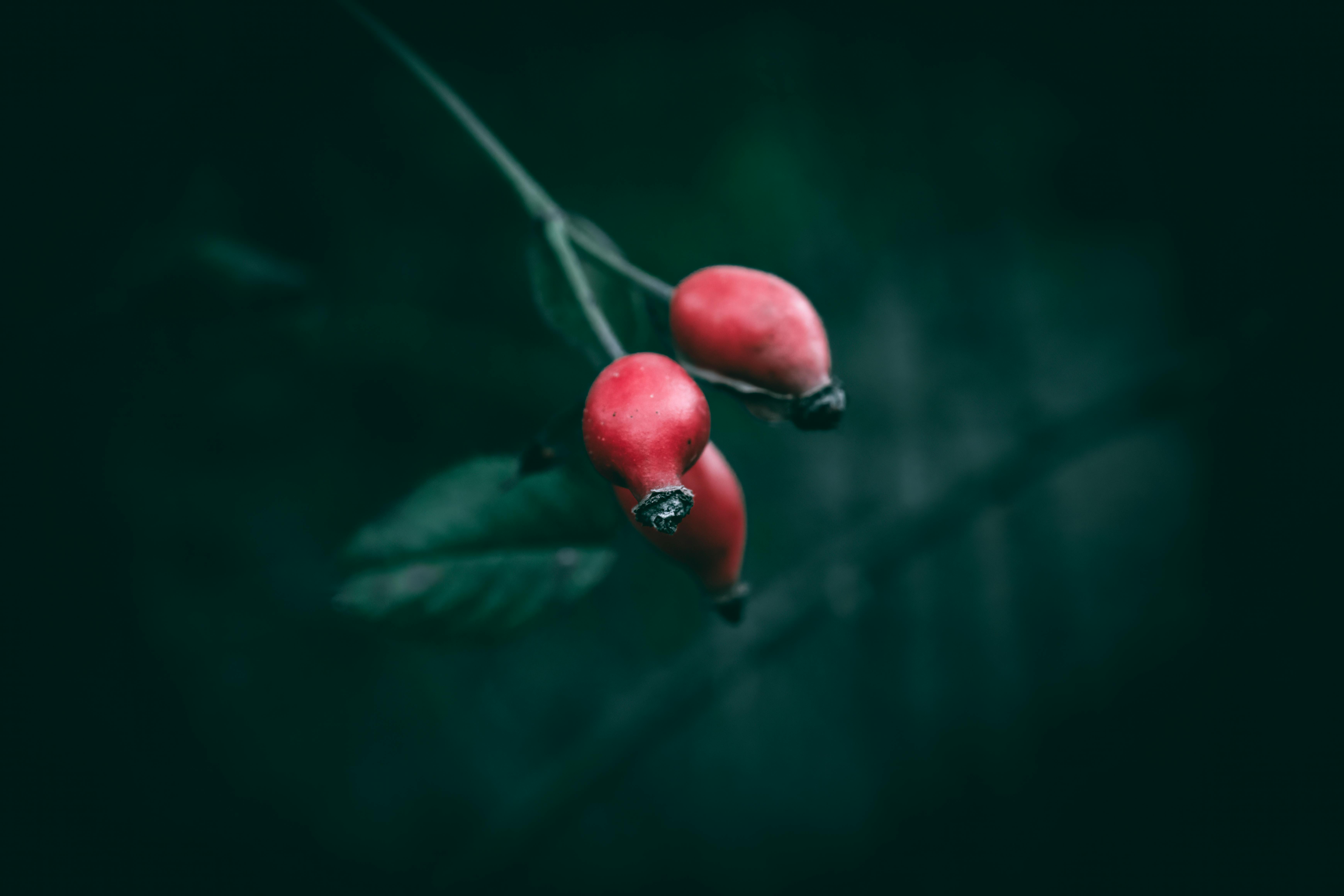 Food Not Background Photos, Download The BEST Free Food Not Background ...