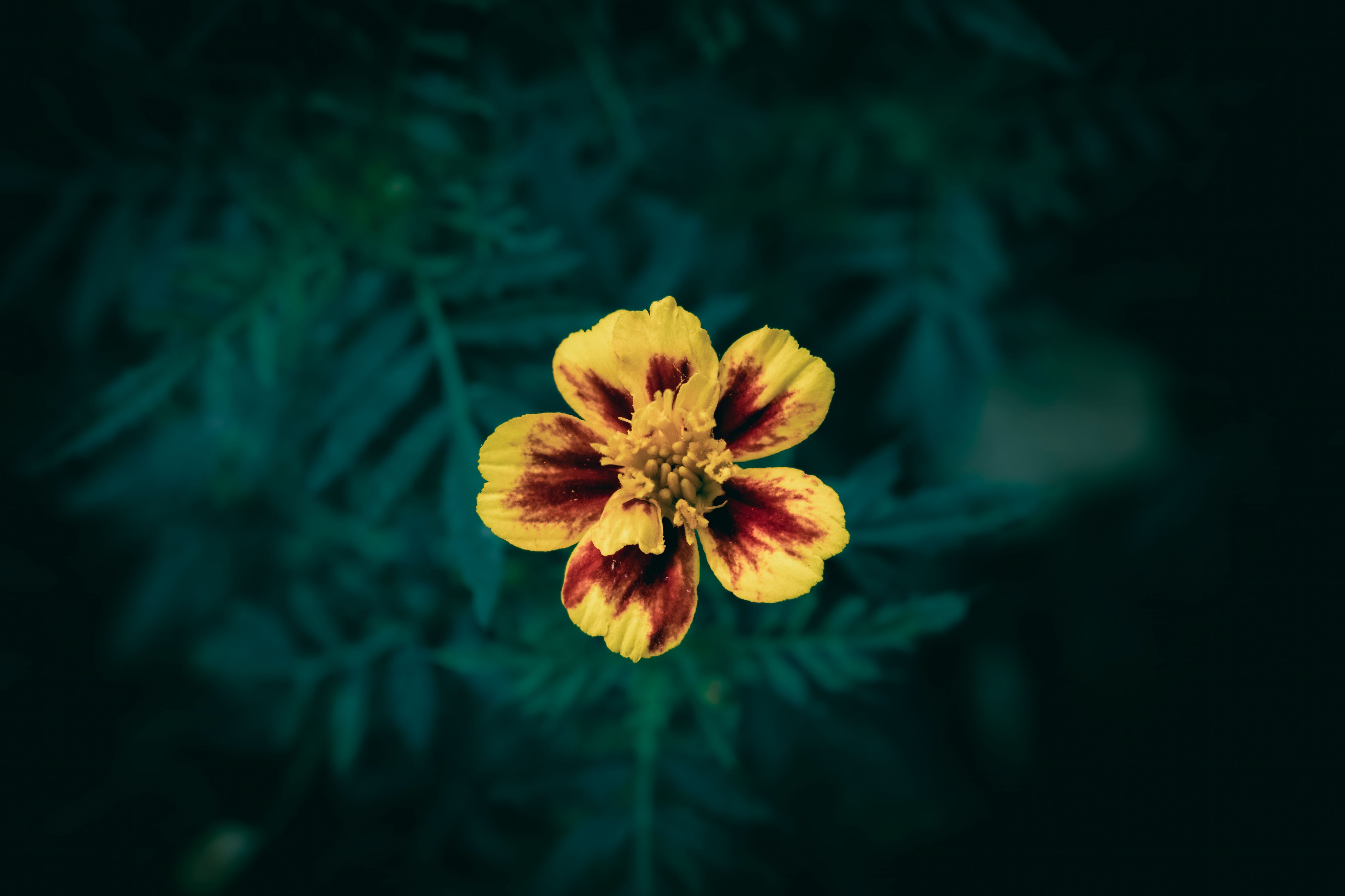 Dark Yellow Palin Background Photos, Download The BEST Free Dark Yellow ...