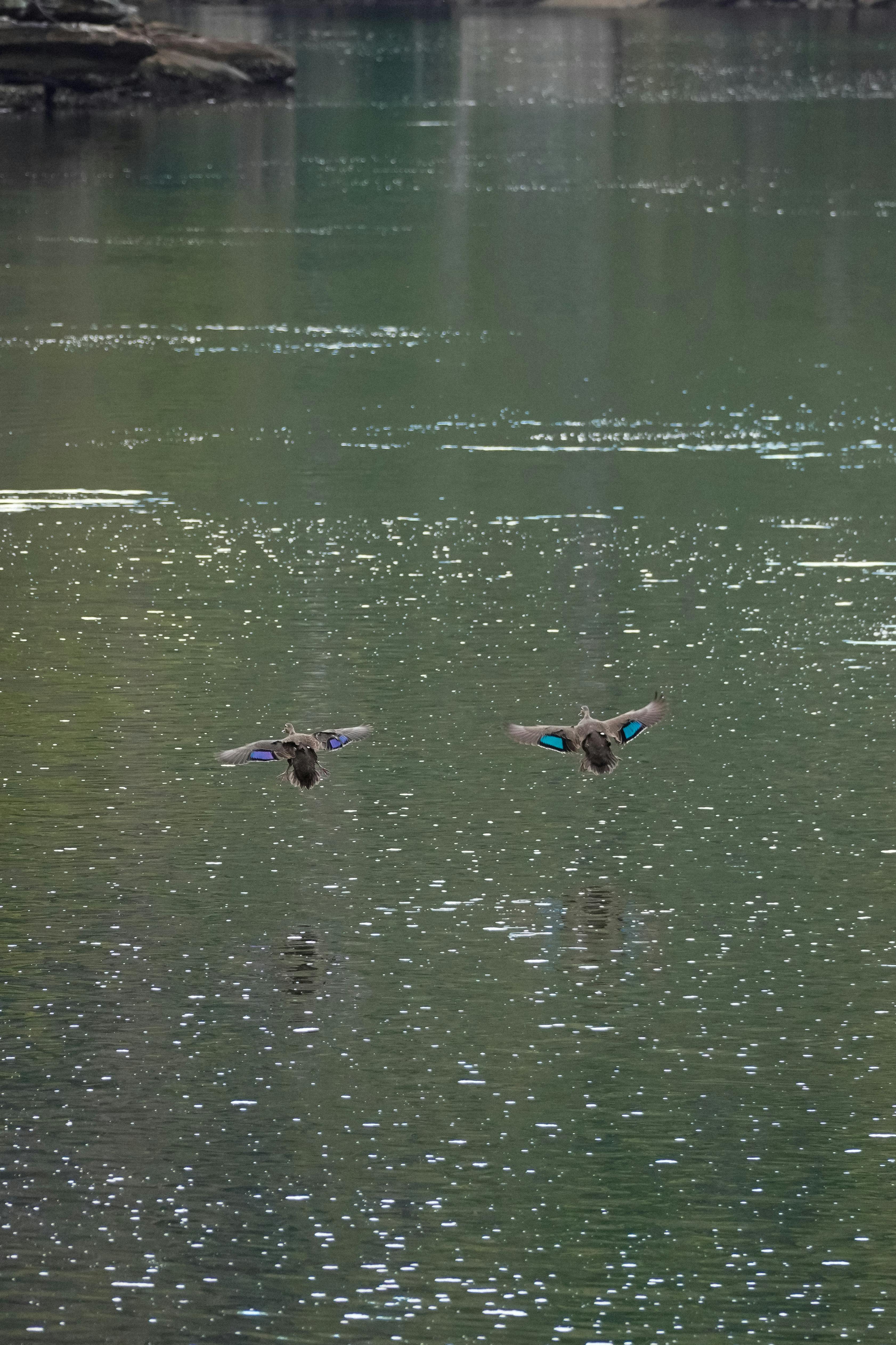 Mimosa Flight Photos, Download The BEST Free Mimosa Flight Stock Photos ...