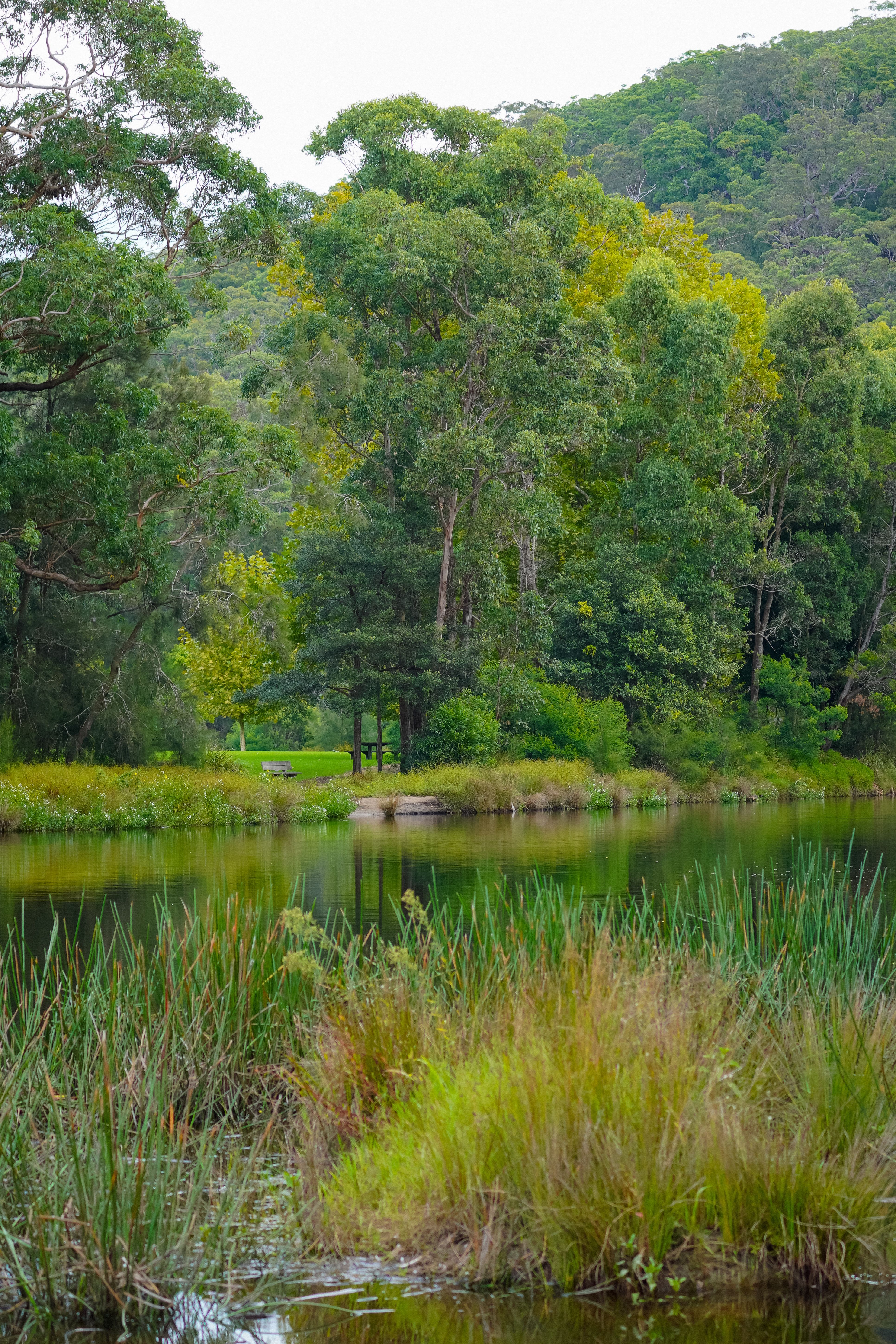 Vegetation Photos, Download The BEST Free Vegetation Stock Photos & HD ...