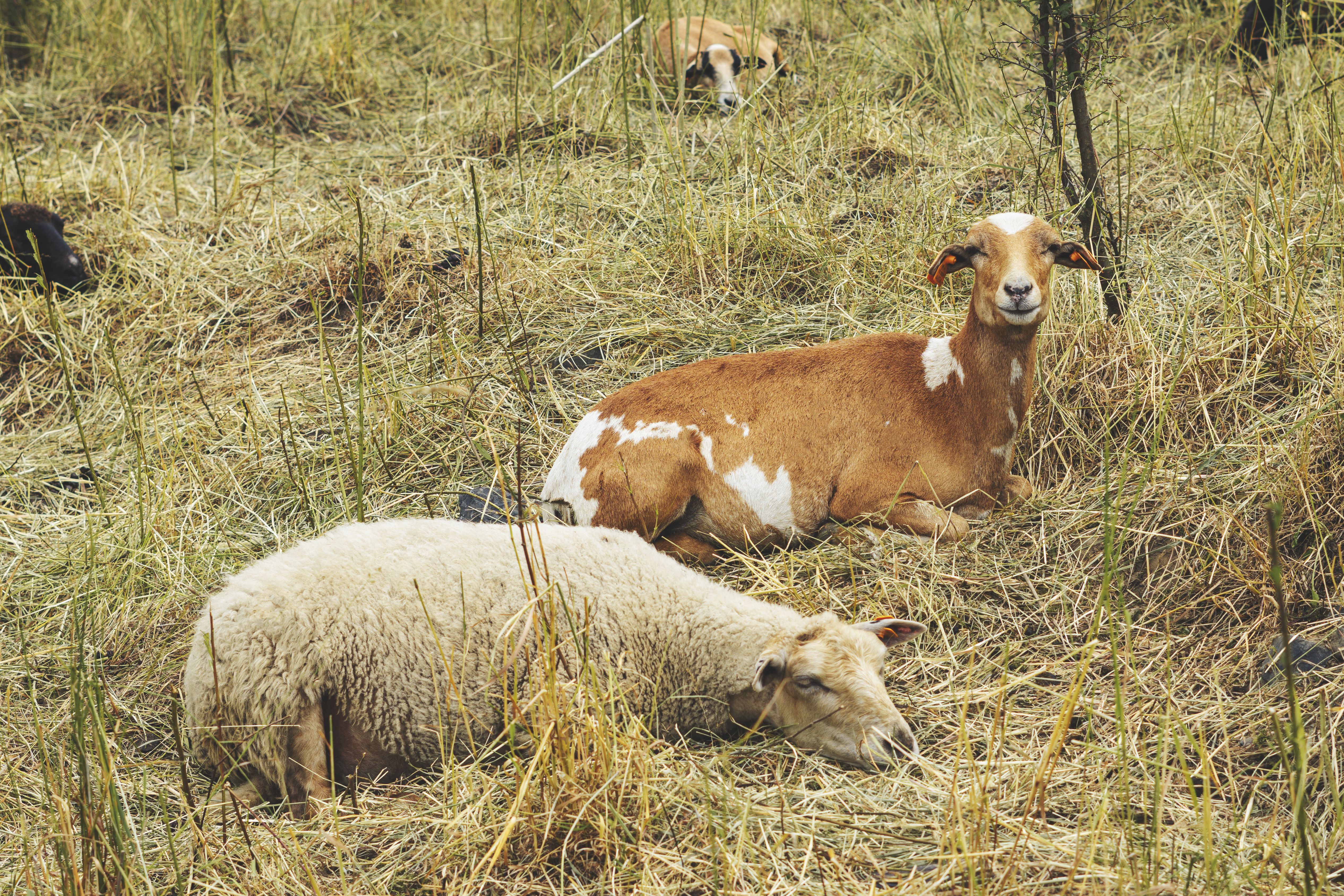 Sheep and Goat Resting in a Grassy Field · Free Stock Photo