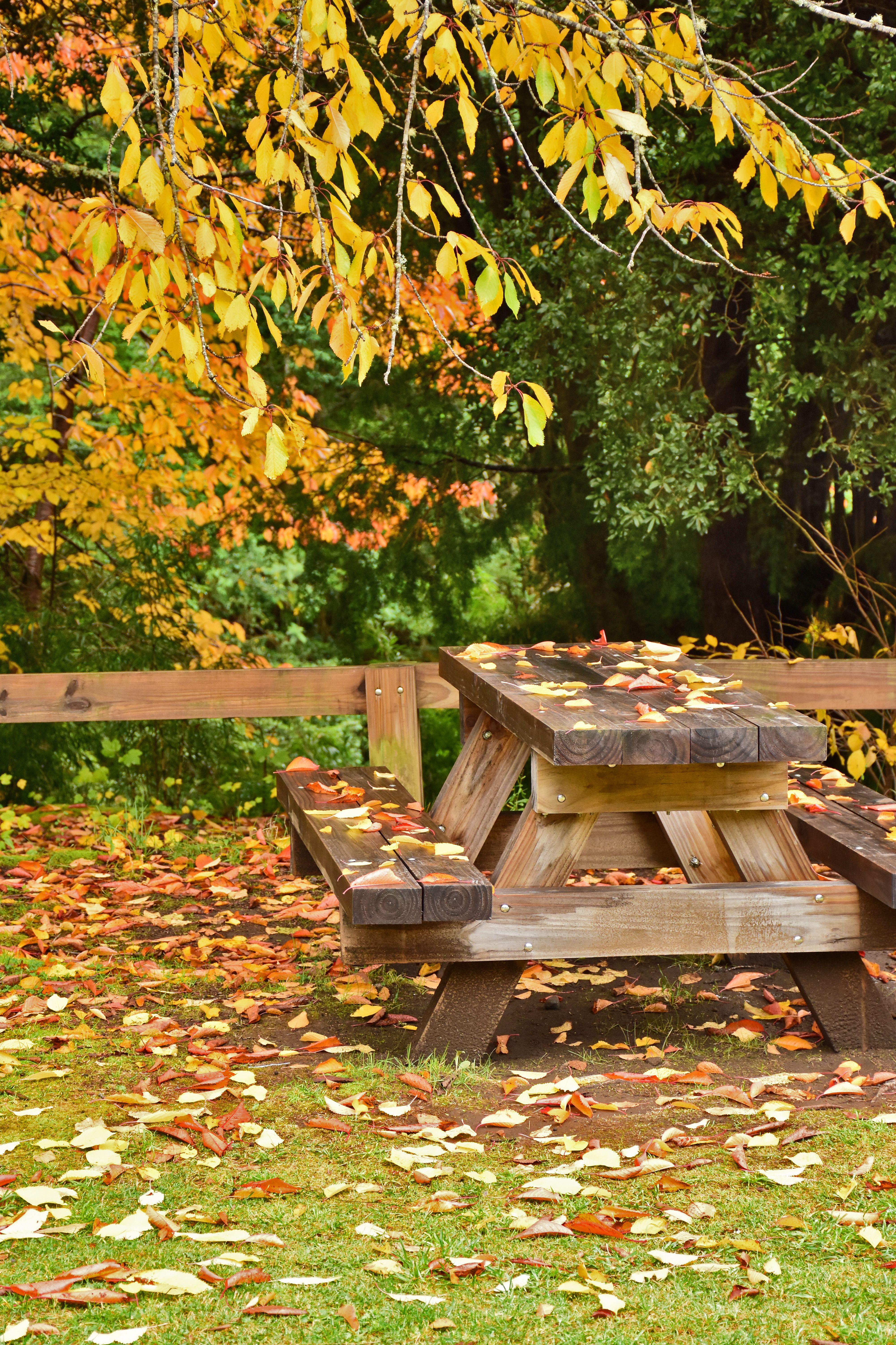 Autumn Picnic Table Surrounded by Vibrant Leaves · Free Stock Photo