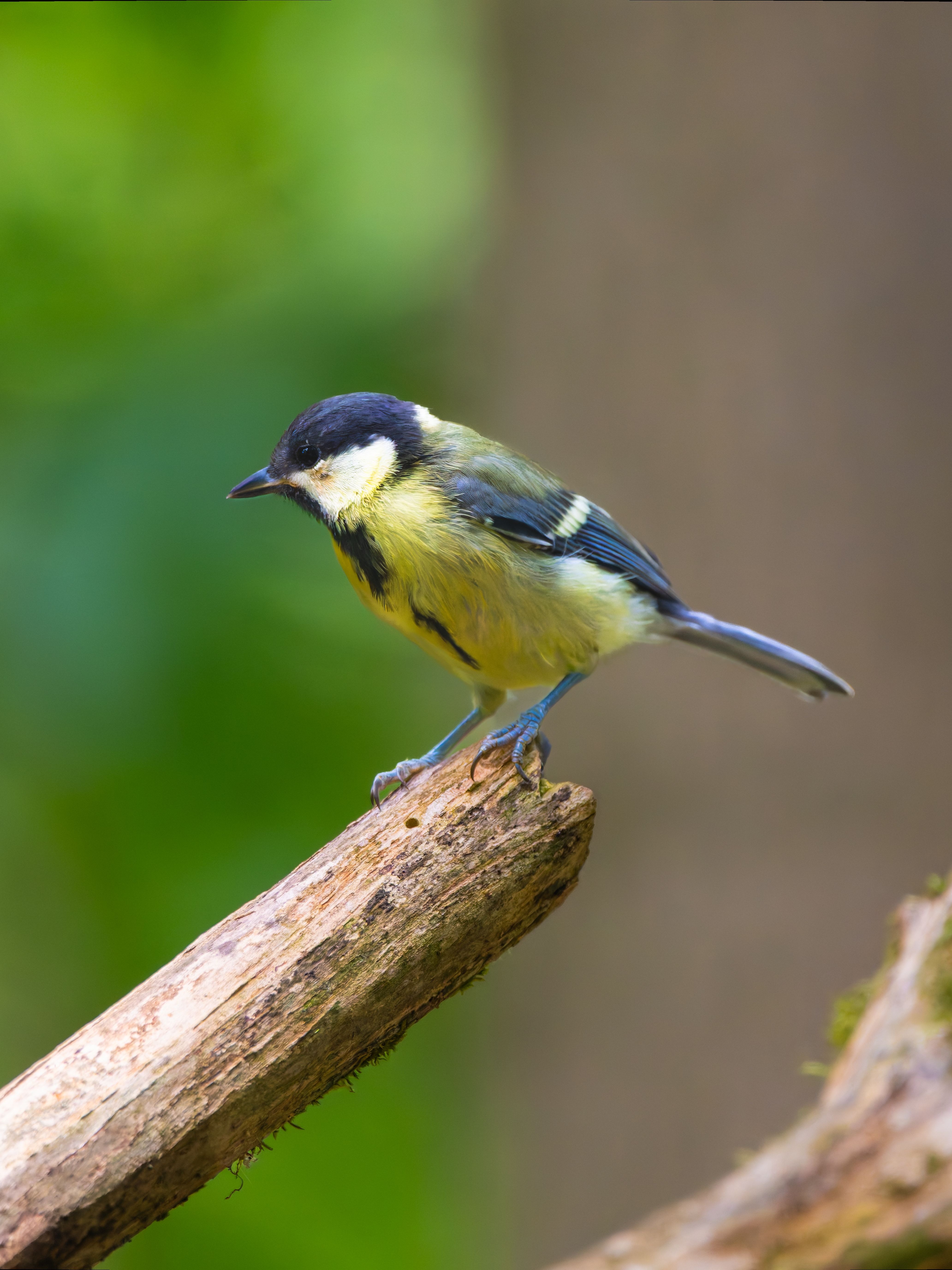 Unique+Birds+In+The+World+Pictures Photos, Download The BEST Free ...