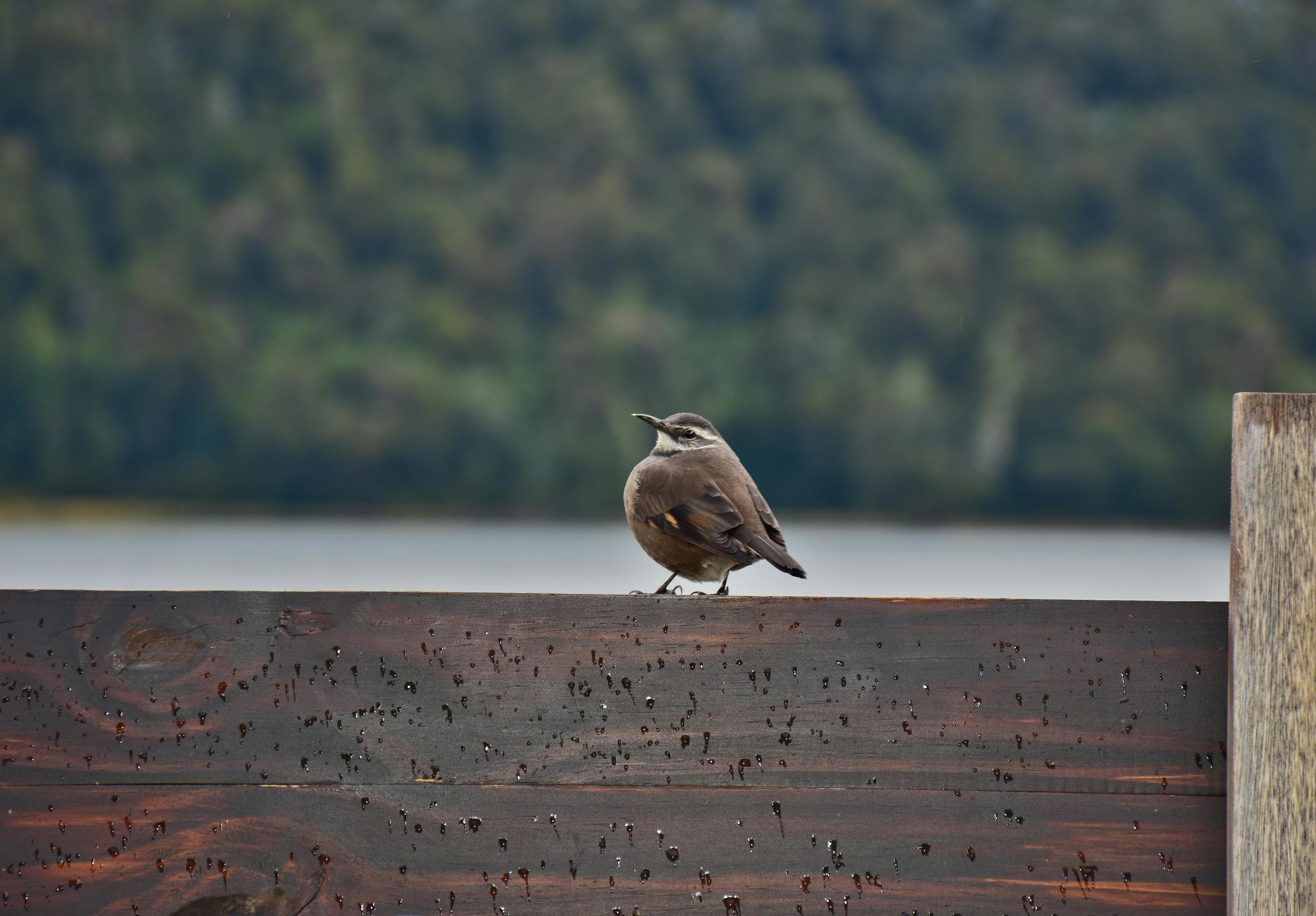 Bird Dropping Photos, Download The BEST Free Bird Dropping Stock Photos ...