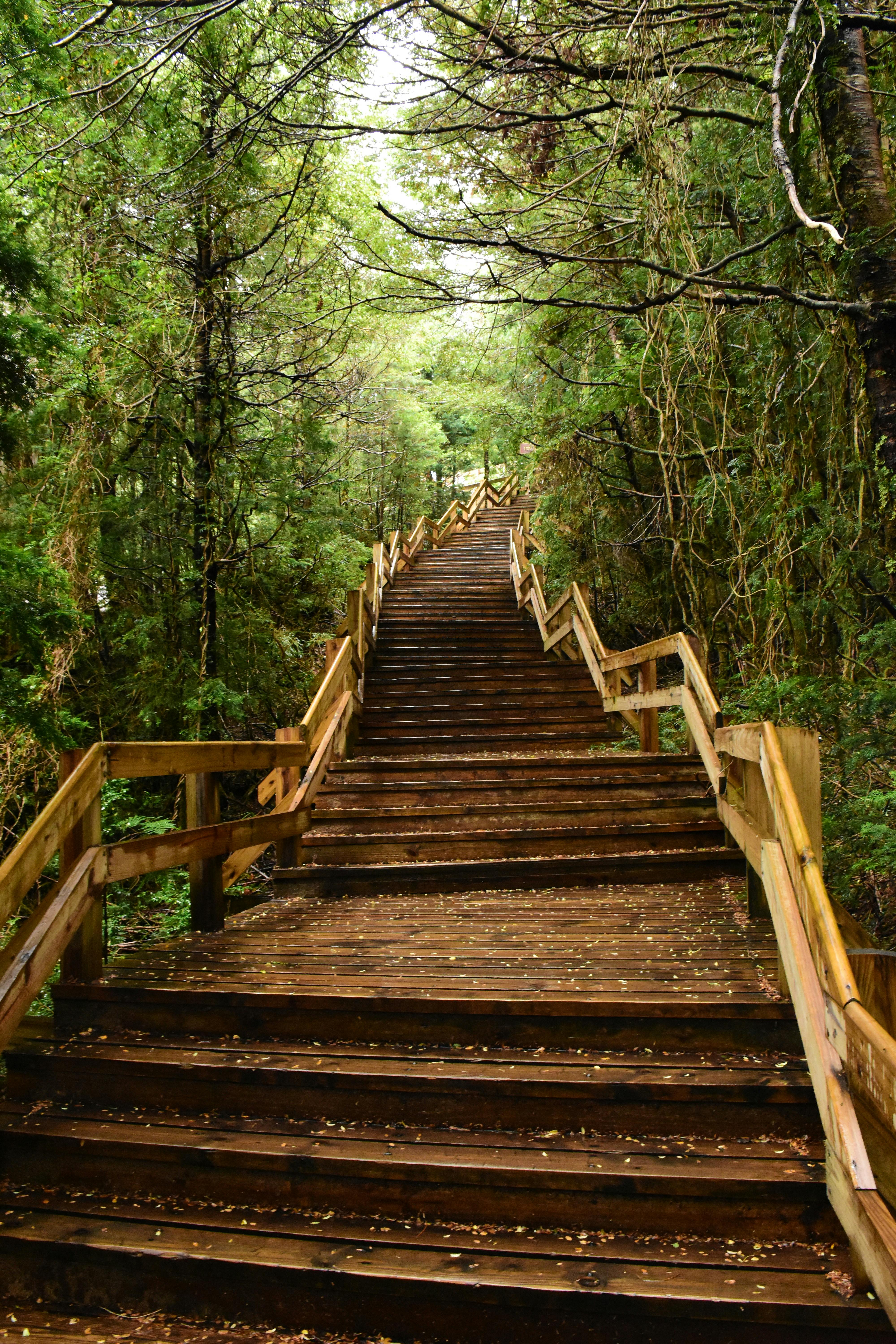 Careers Are A Jungle Not A Ladder Photos, Download The BEST Free ...