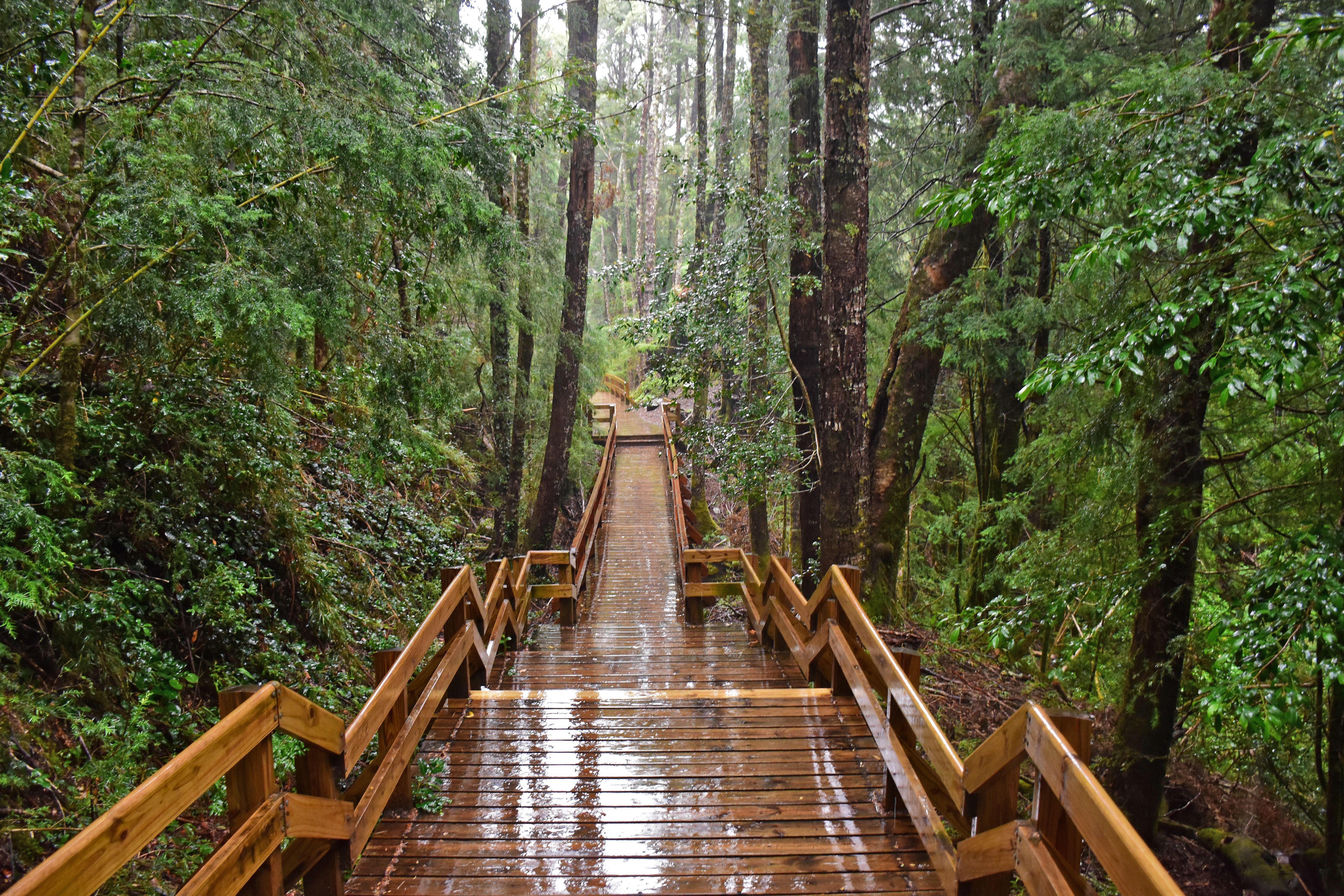 Rainy Wooden Pathway Through Lush Forest · Free Stock Photo