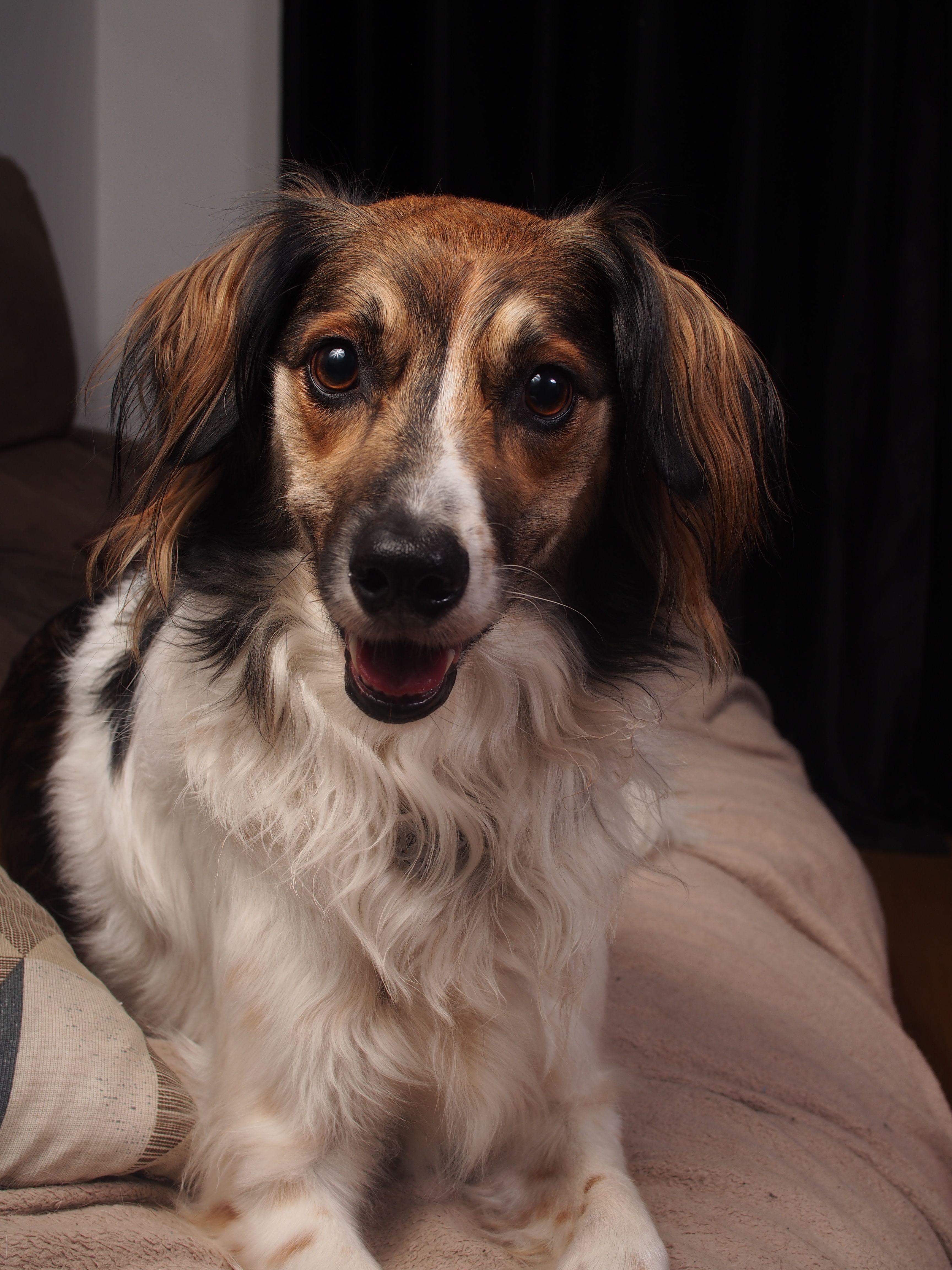 Dog 512x512 Photos, Download The BEST Free Dog 512x512 Stock Photos ...