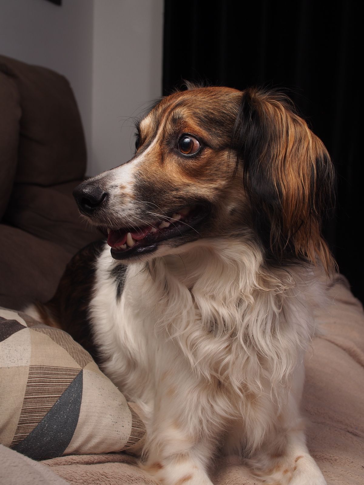10,000+ Best Dog Photos · 100% Free Download · Pexels Stock Photos