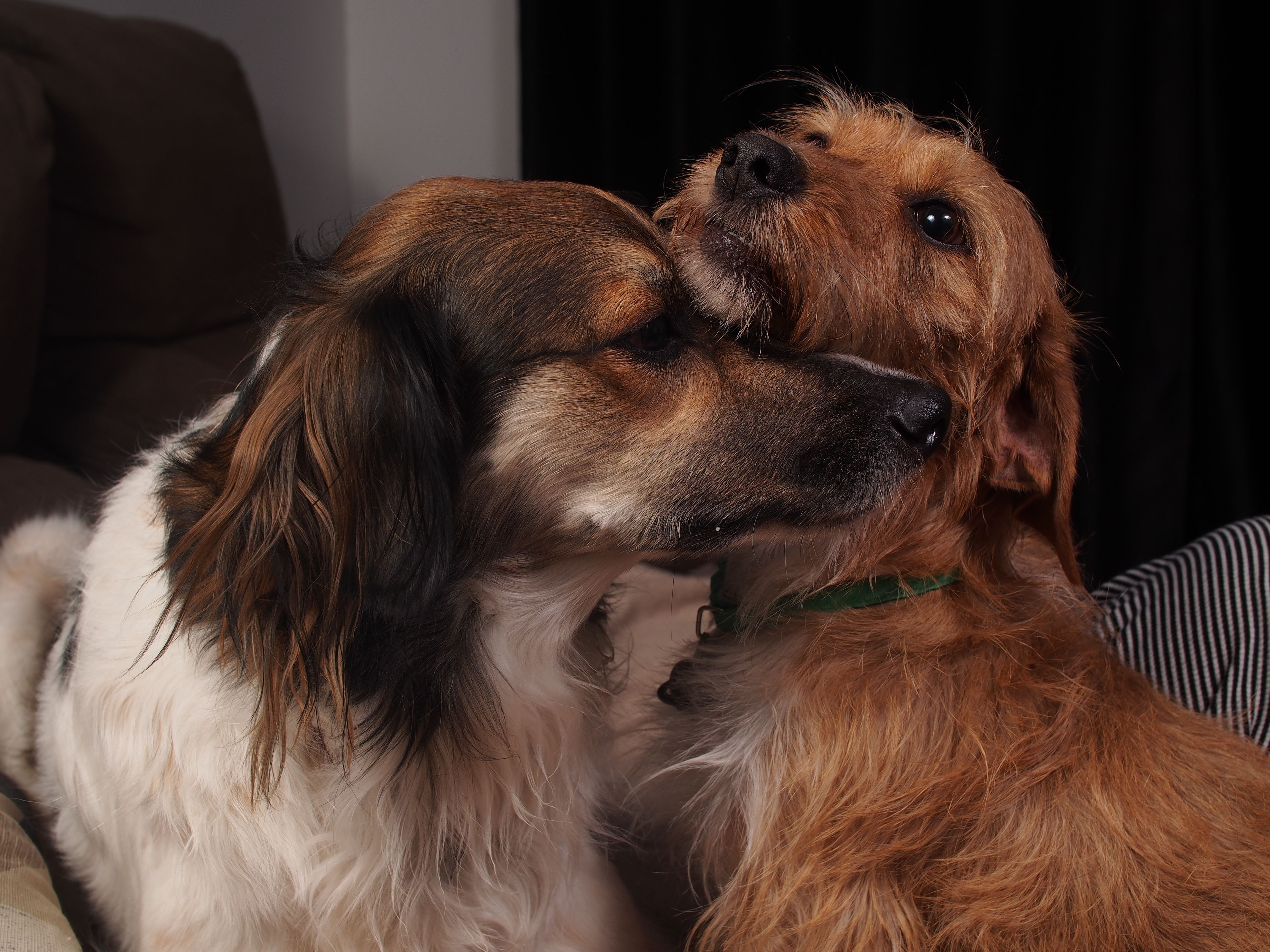 Goofy Ahh Dogs Photos, Download The BEST Free Goofy Ahh Dogs Stock ...