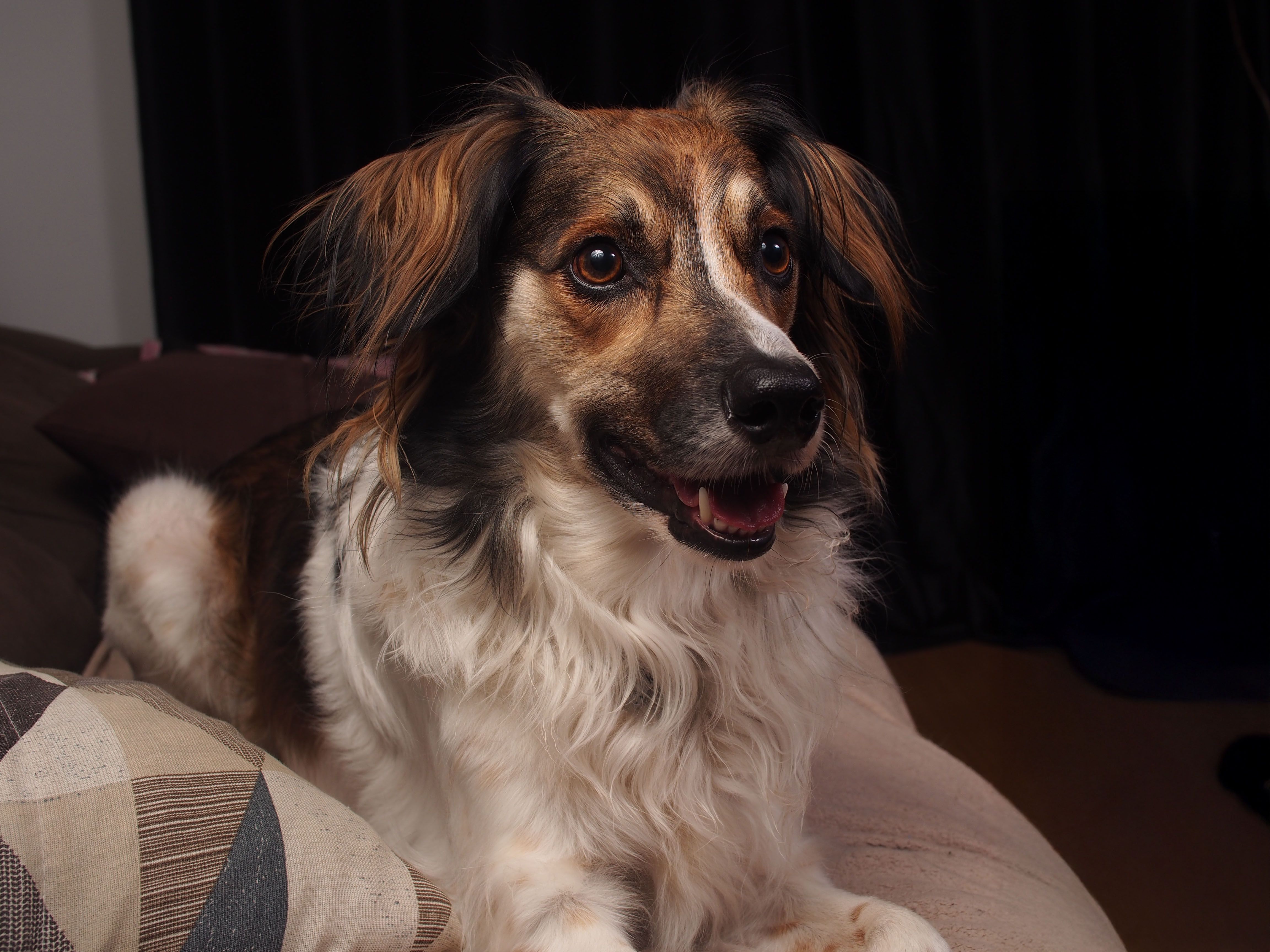 Charming Long-Haired Dog Relaxing Indoors · Free Stock Photo