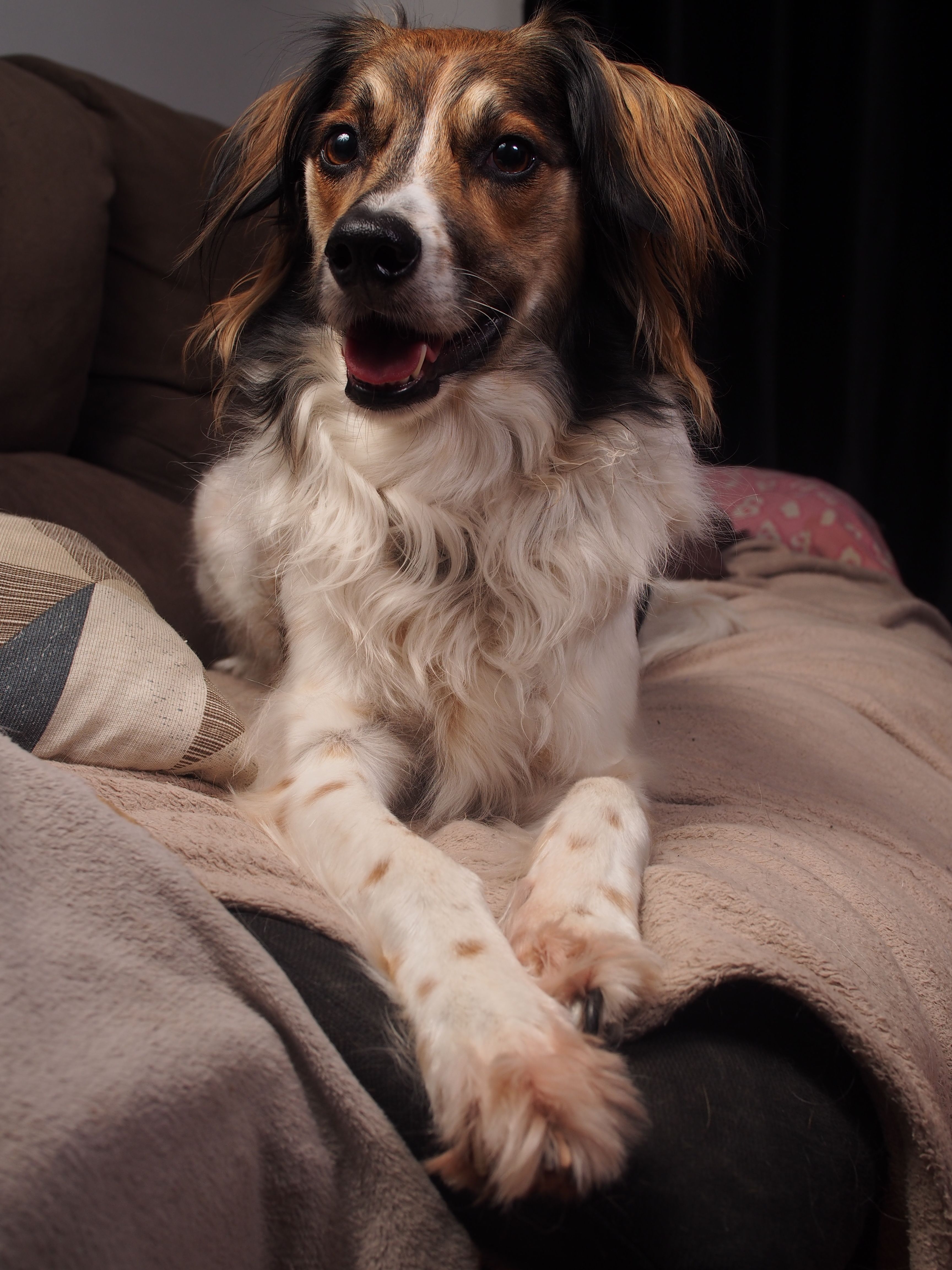 Goofy Dog Photos, Download The BEST Free Goofy Dog Stock Photos & HD Images