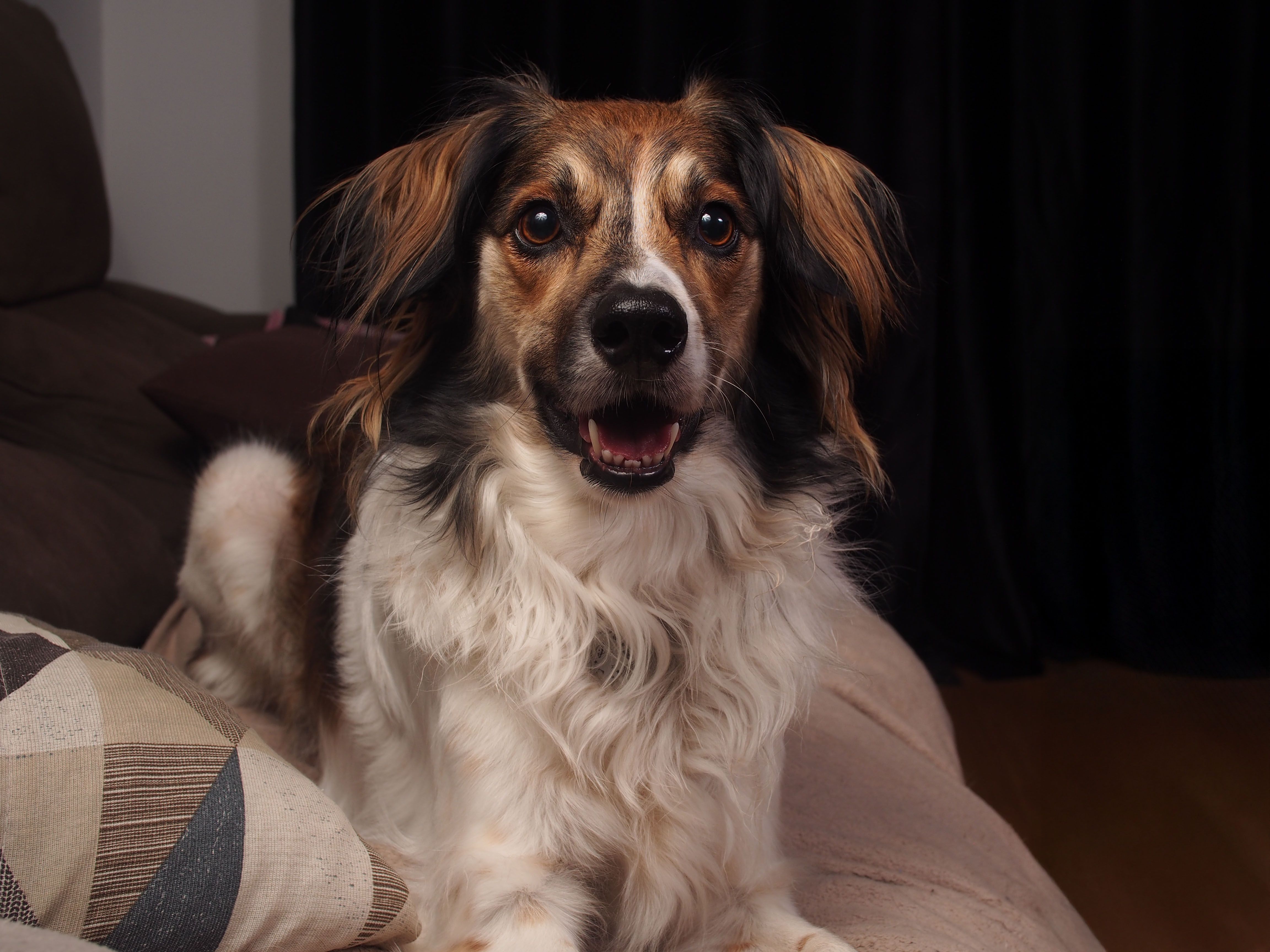 Happy Dog Photots Photos, Download The BEST Free Happy Dog Photots ...