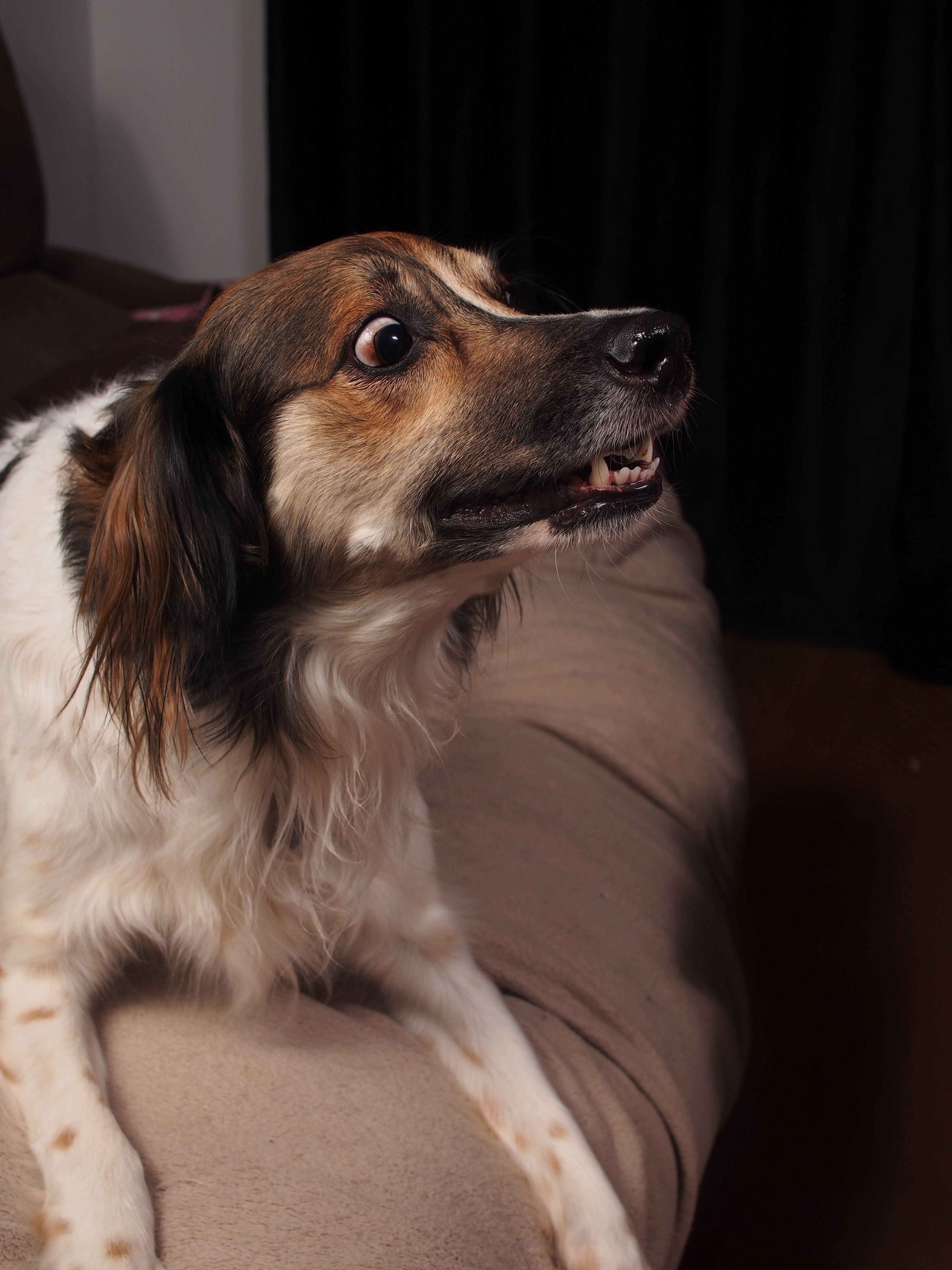 Dog Face Photos, Download The BEST Free Dog Face Stock Photos & HD Images