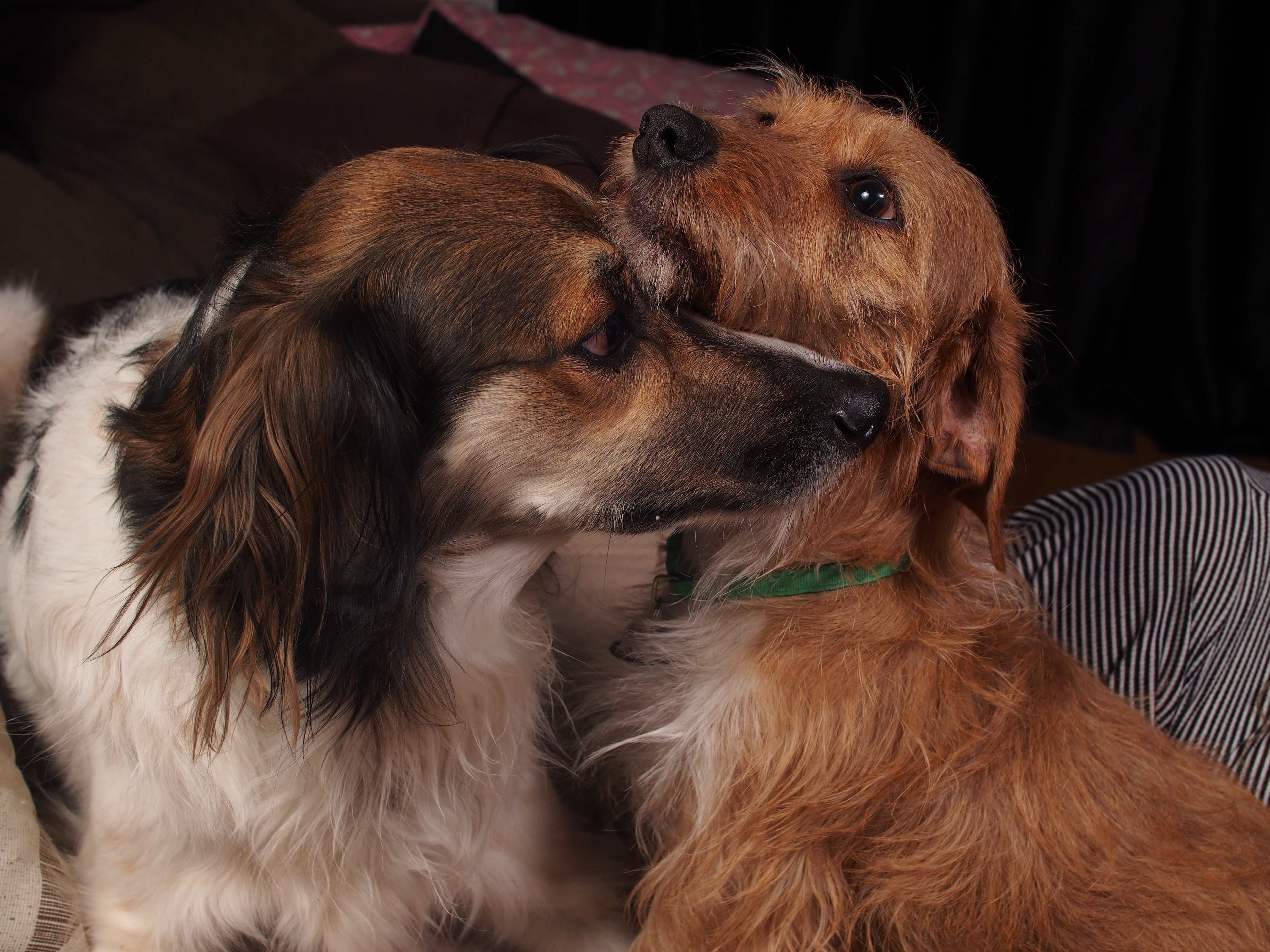 Cute Dog Photos, Download The BEST Free Cute Dog Stock Photos & HD Images