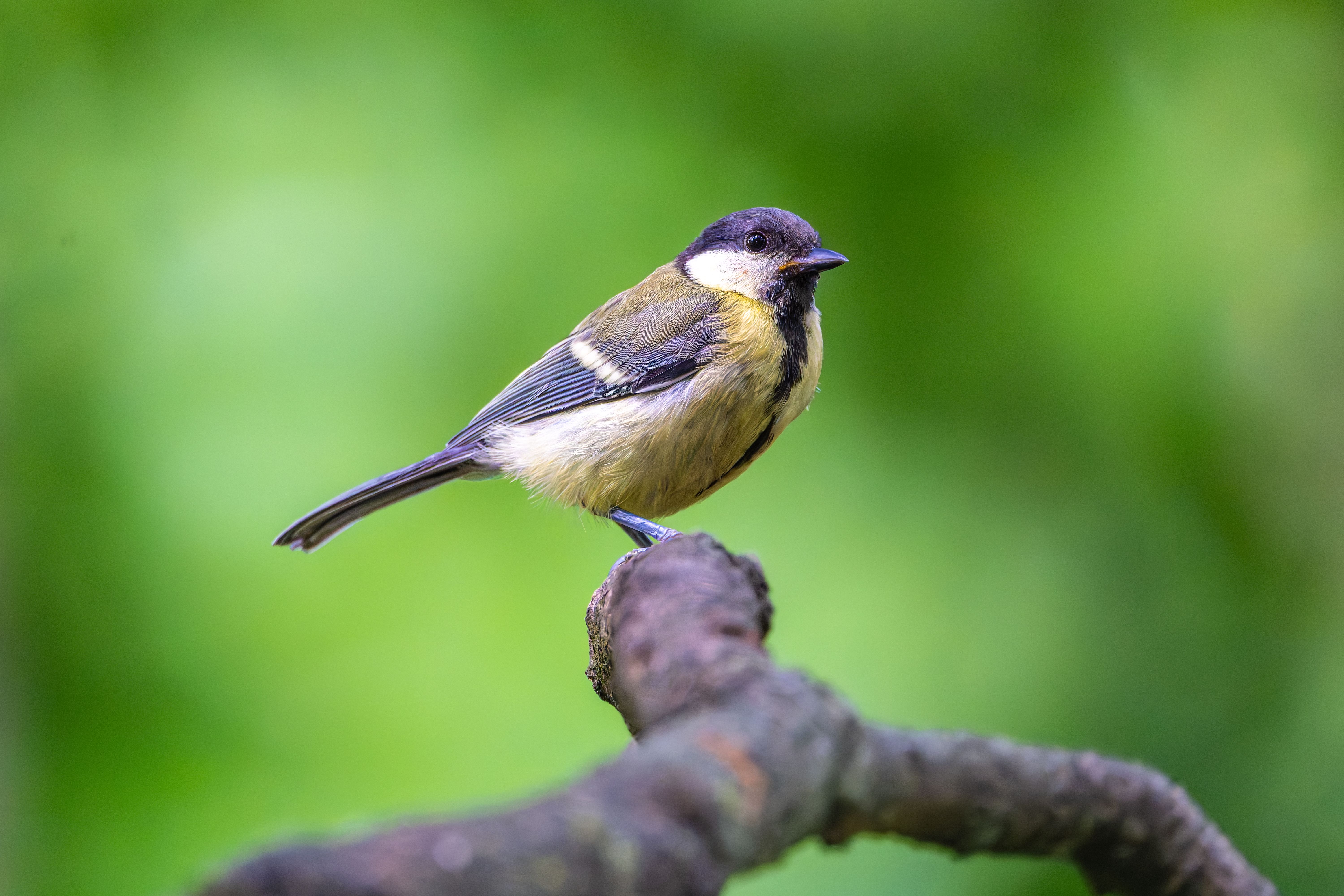 Cute Bird Photos, Download The BEST Free Cute Bird Stock Photos & HD Images