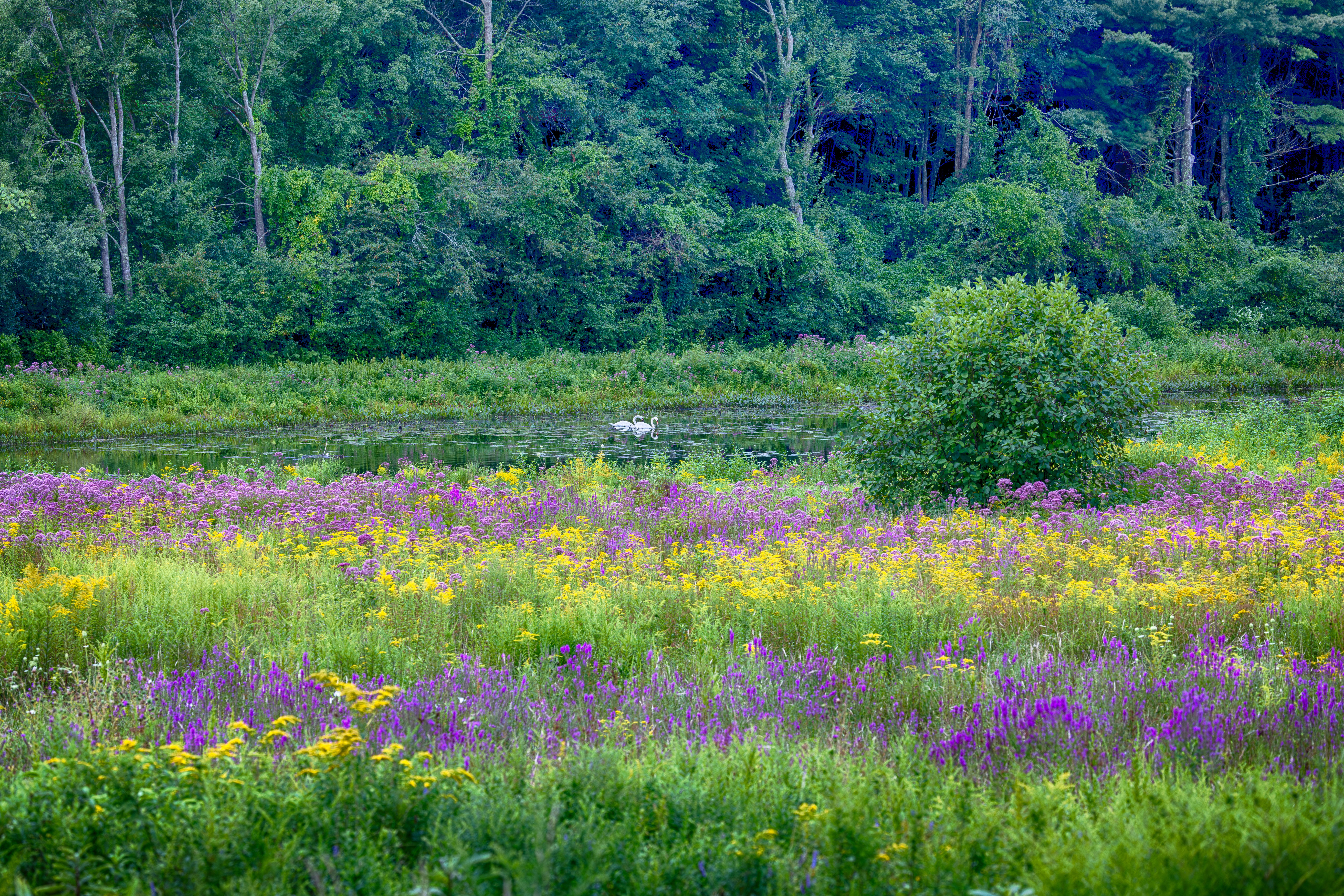 Beautiful Meadow with Wildflowers and Swans · Free Stock Photo