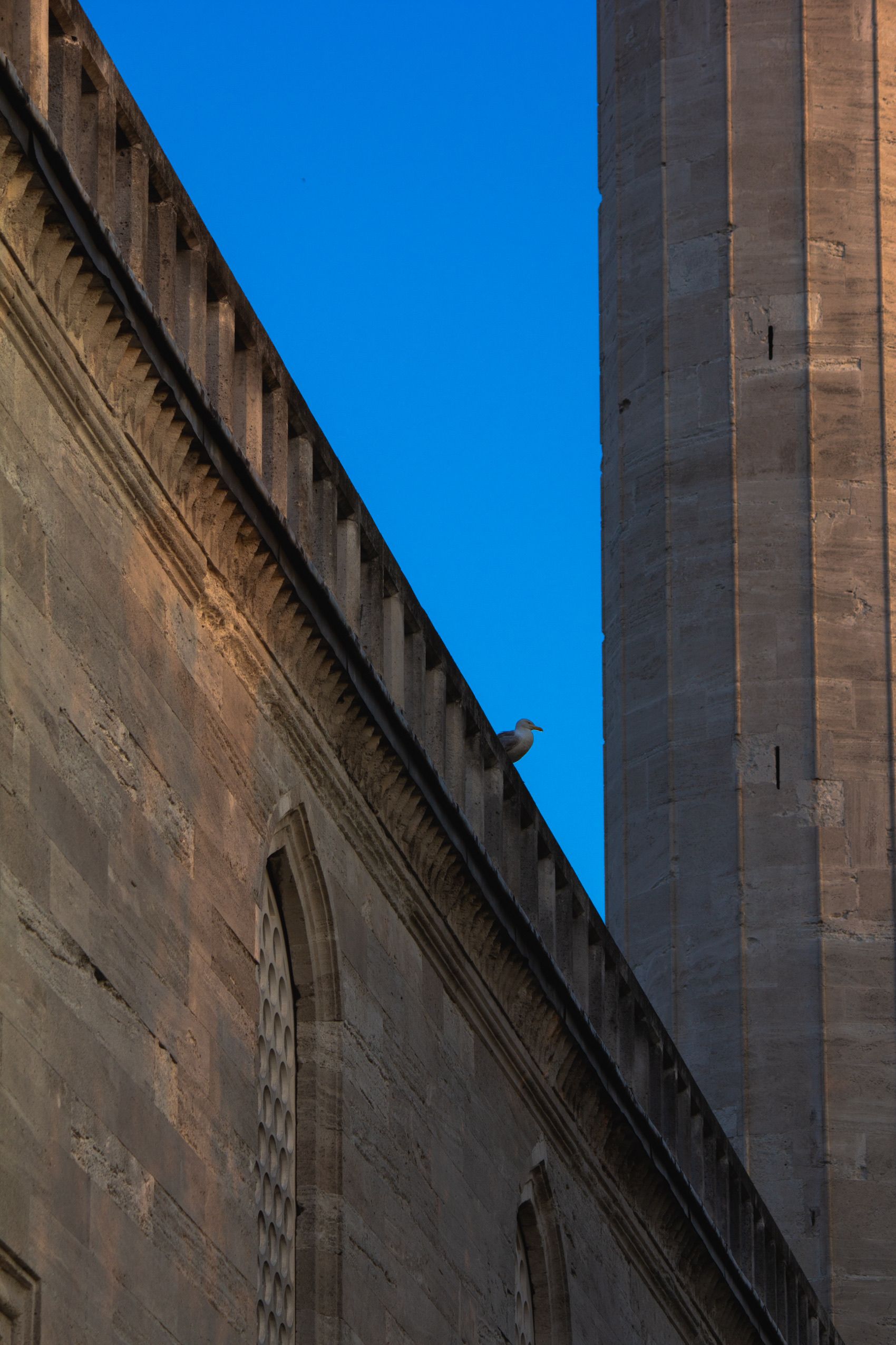 Pigeon on Historic Mosque at Dusk · Free Stock Photo