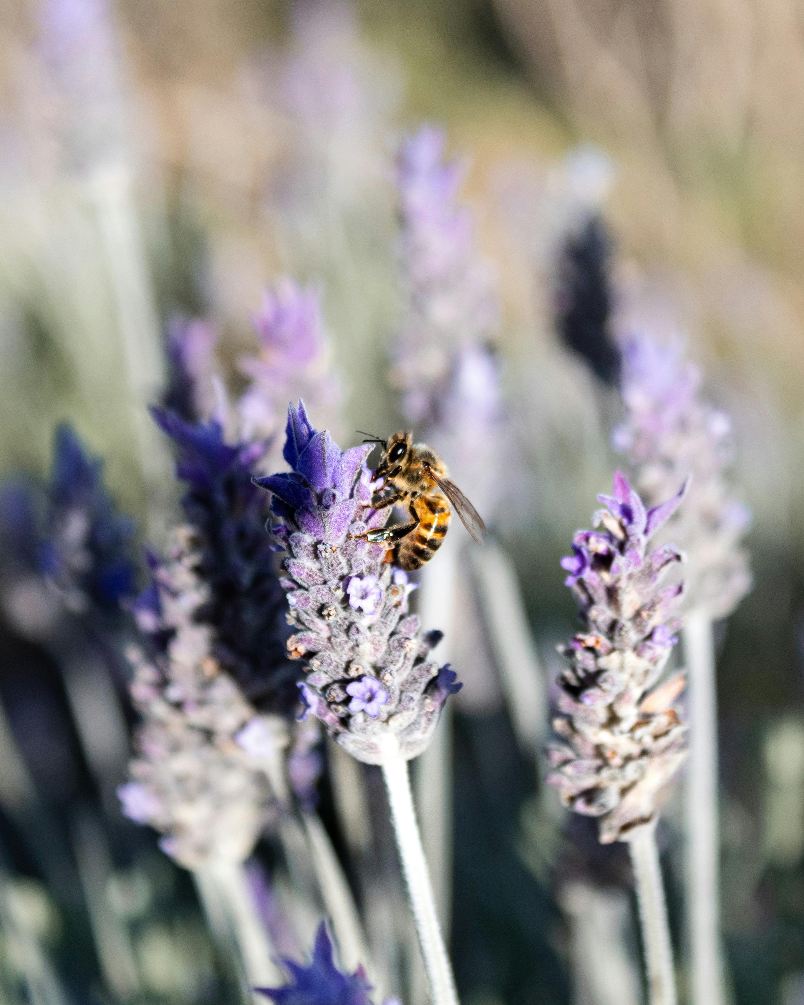 Pollination Photos, Download The BEST Free Pollination Stock Photos ...