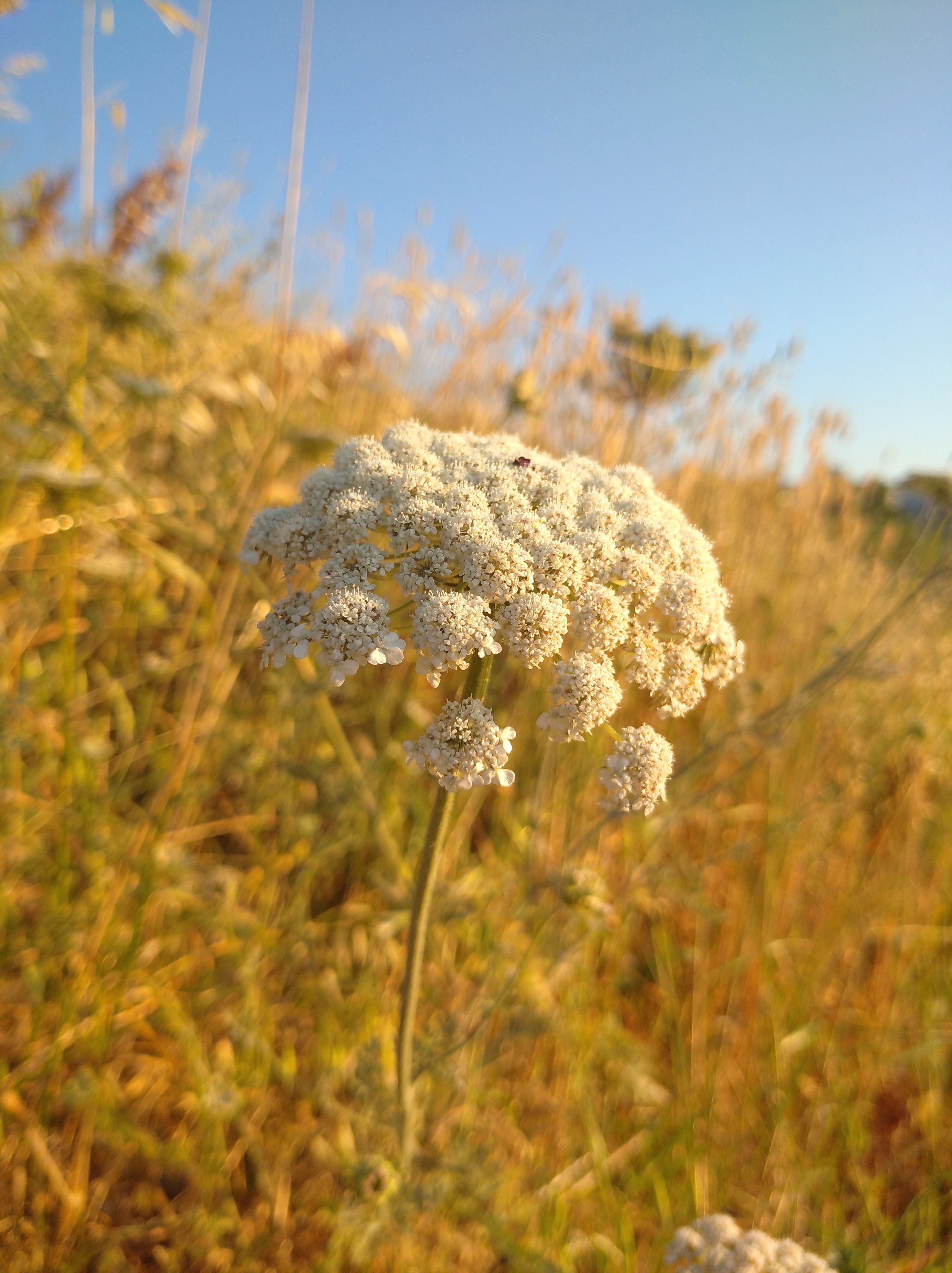 Close-up of Yarrow Flower in Bandırma Field · Free Stock Photo