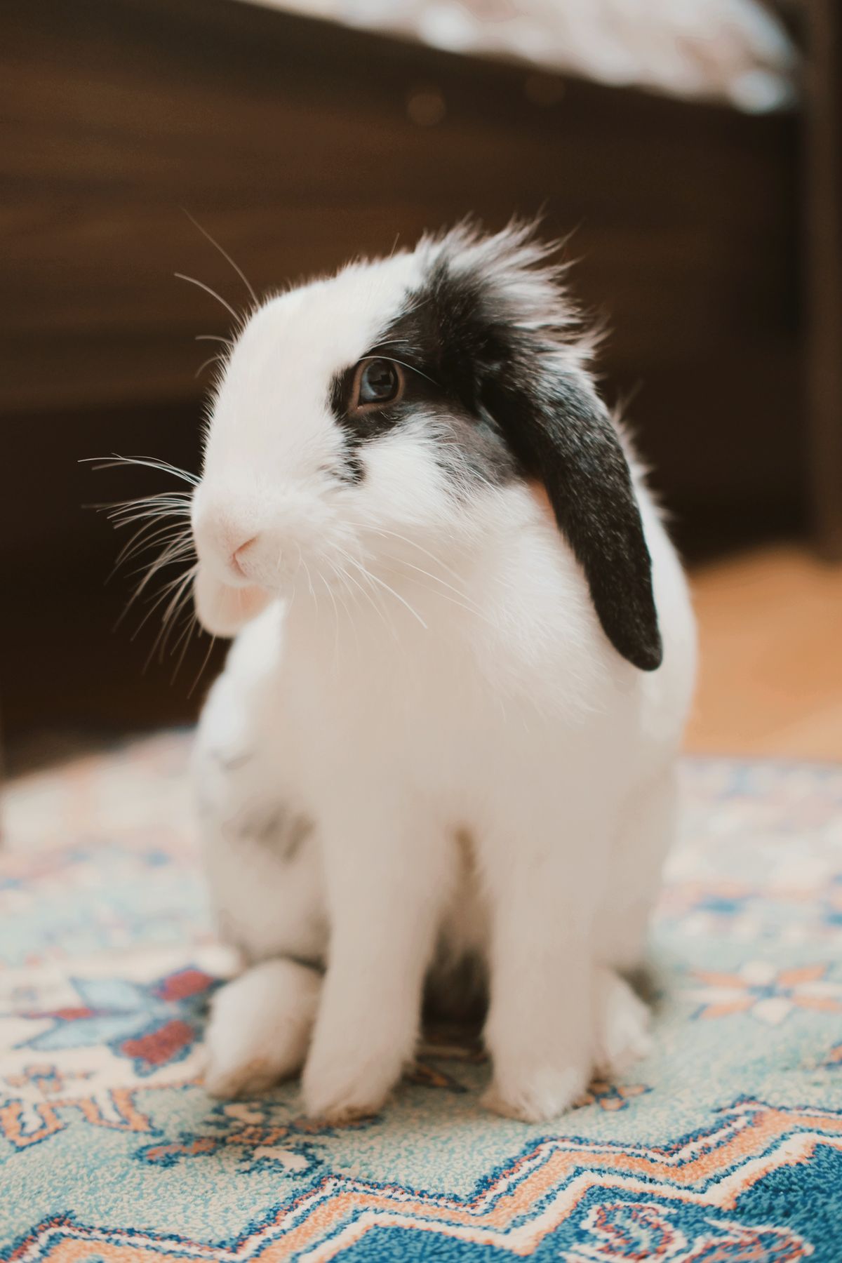 Rabbit Beautiful Pics Photos, Download The BEST Free Rabbit Beautiful ...