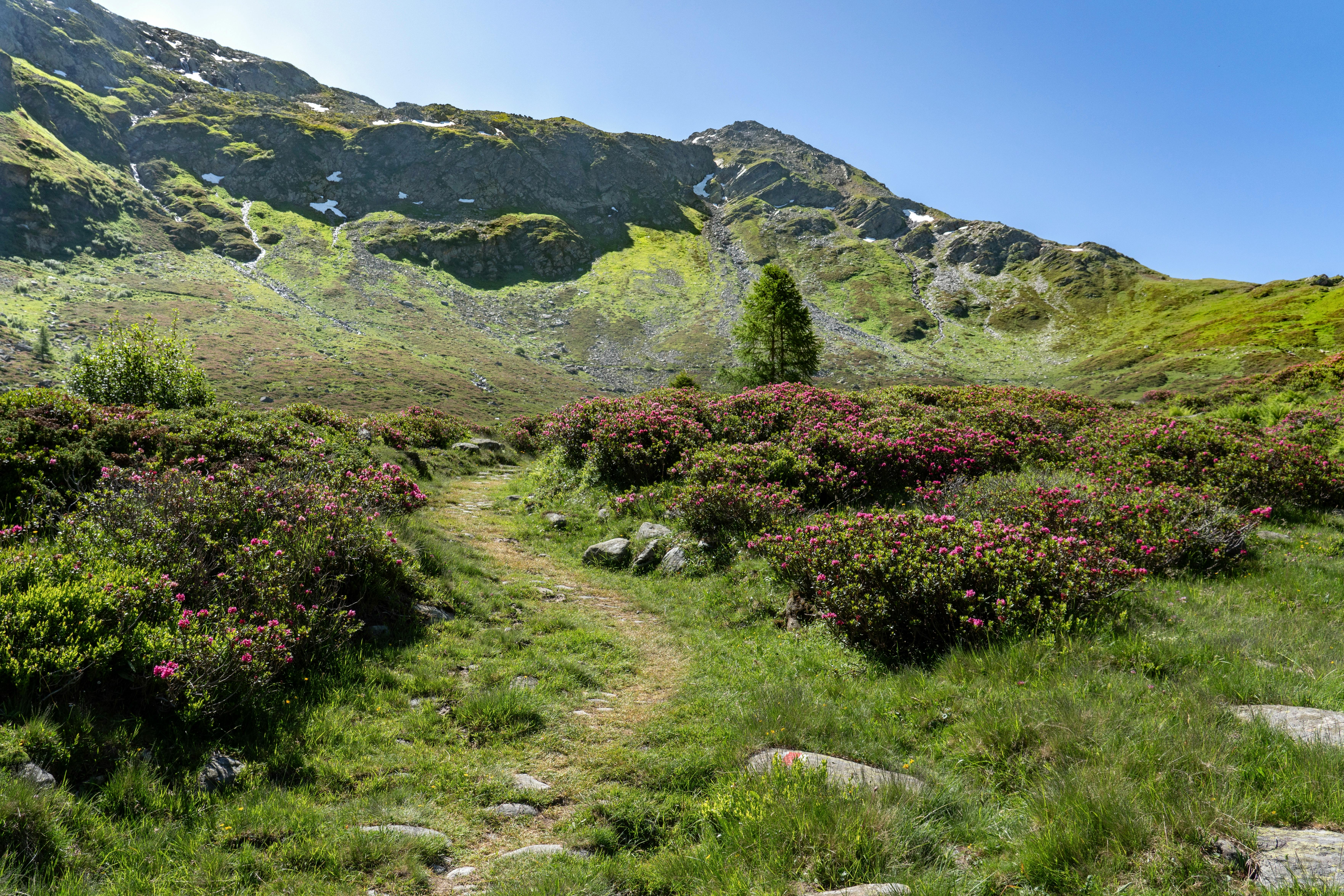Scenic Pathway Through Alpine Meadow in Summer · Free Stock Photo