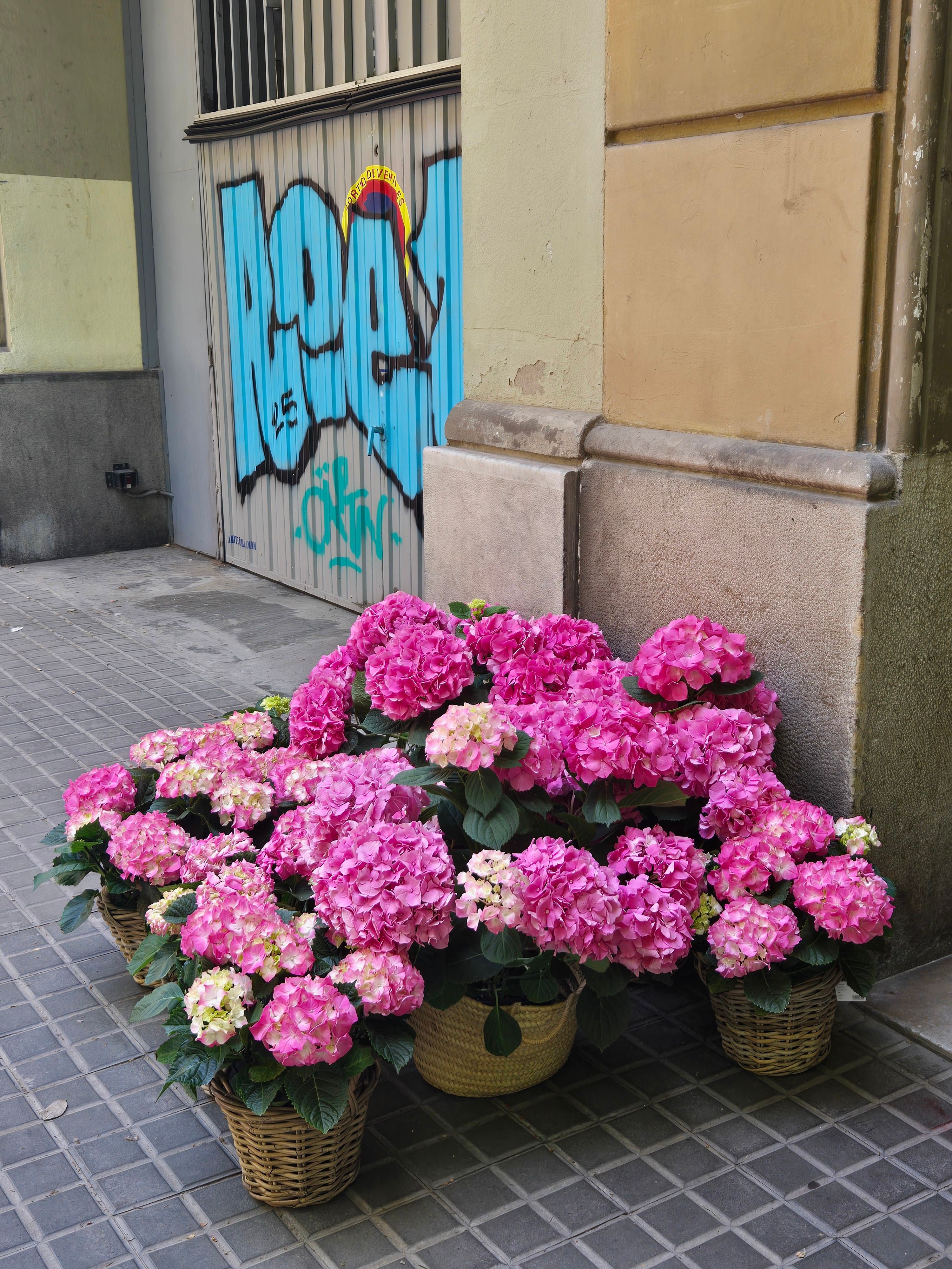 Vibrant Pink Hydrangeas in Urban Street Setting · Free Stock Photo