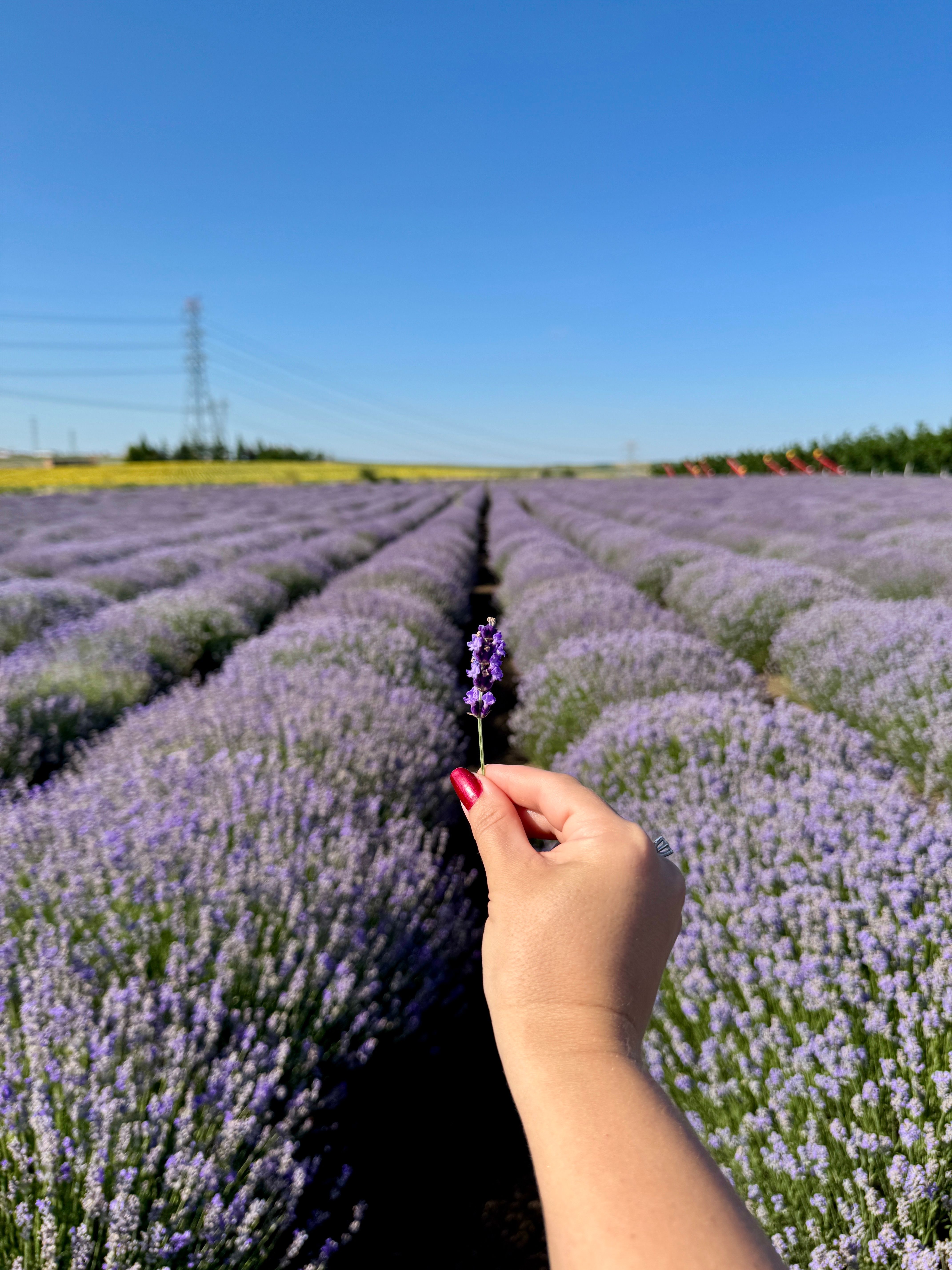 Blue Lavender Field Sunburst Photos, Download The BEST Free Blue ...