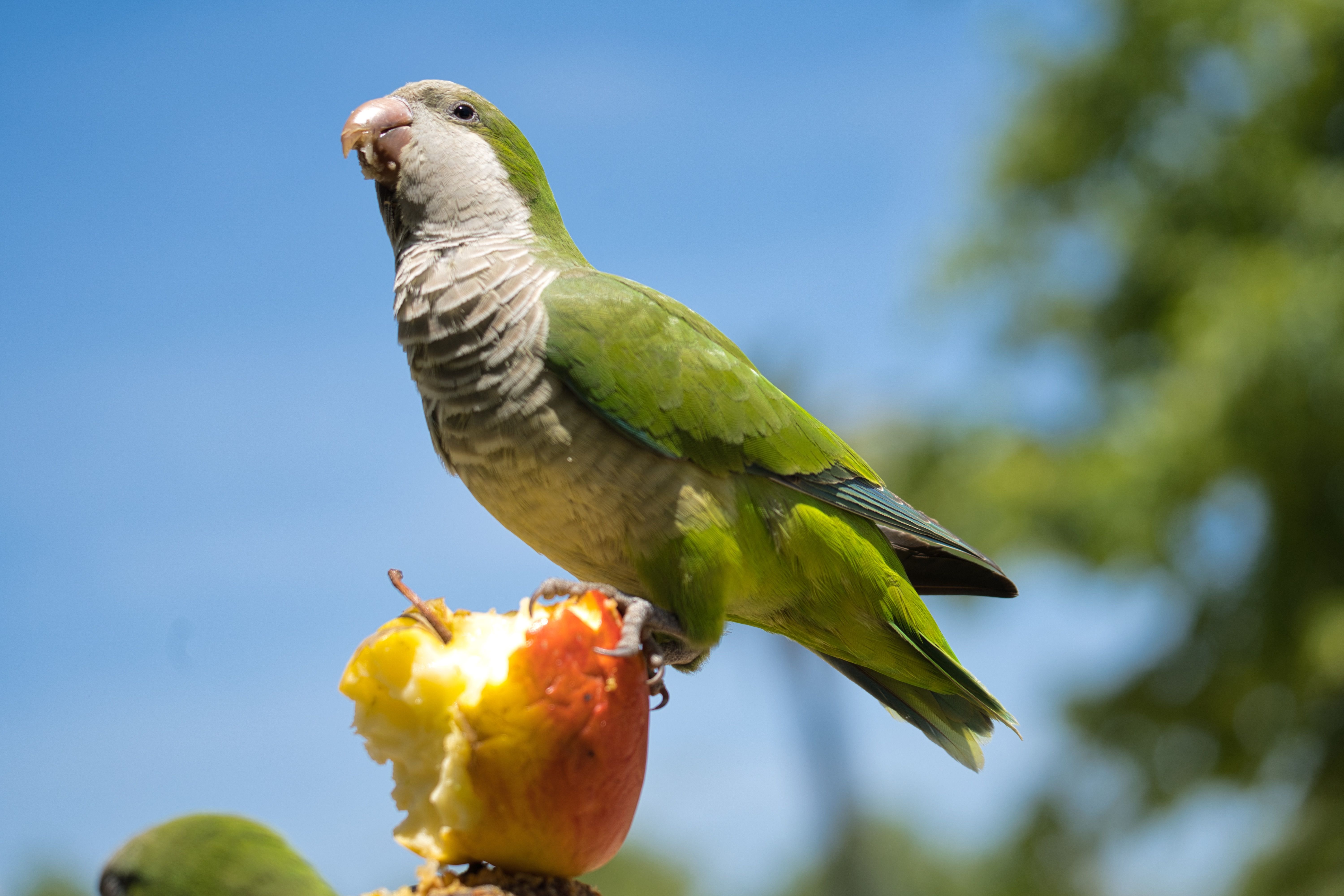 Quaker Parrot Photos, Download The BEST Free Quaker Parrot Stock Photos ...