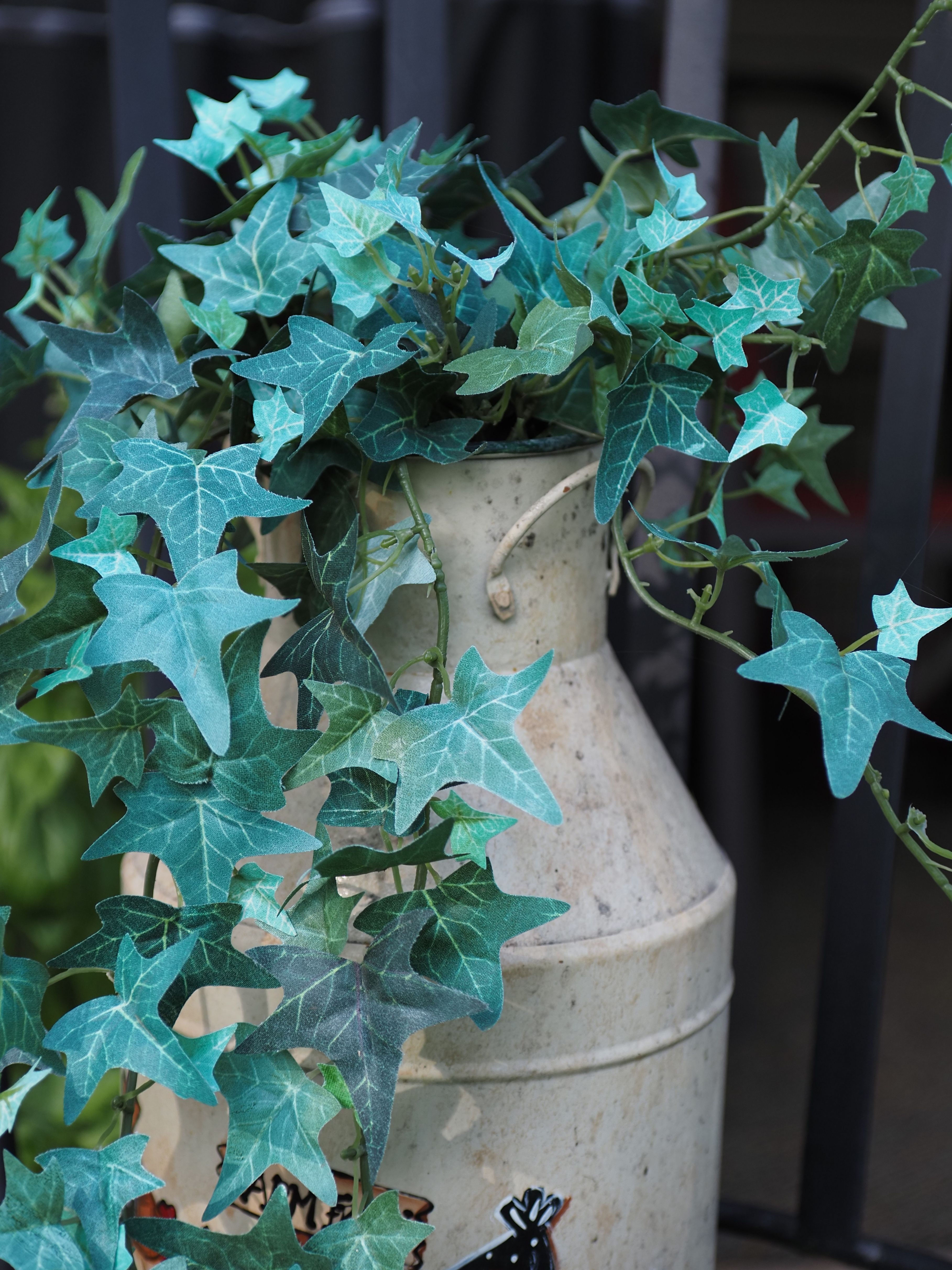 Vibrant Ivy Plant in Rustic Metal Jug · Free Stock Photo