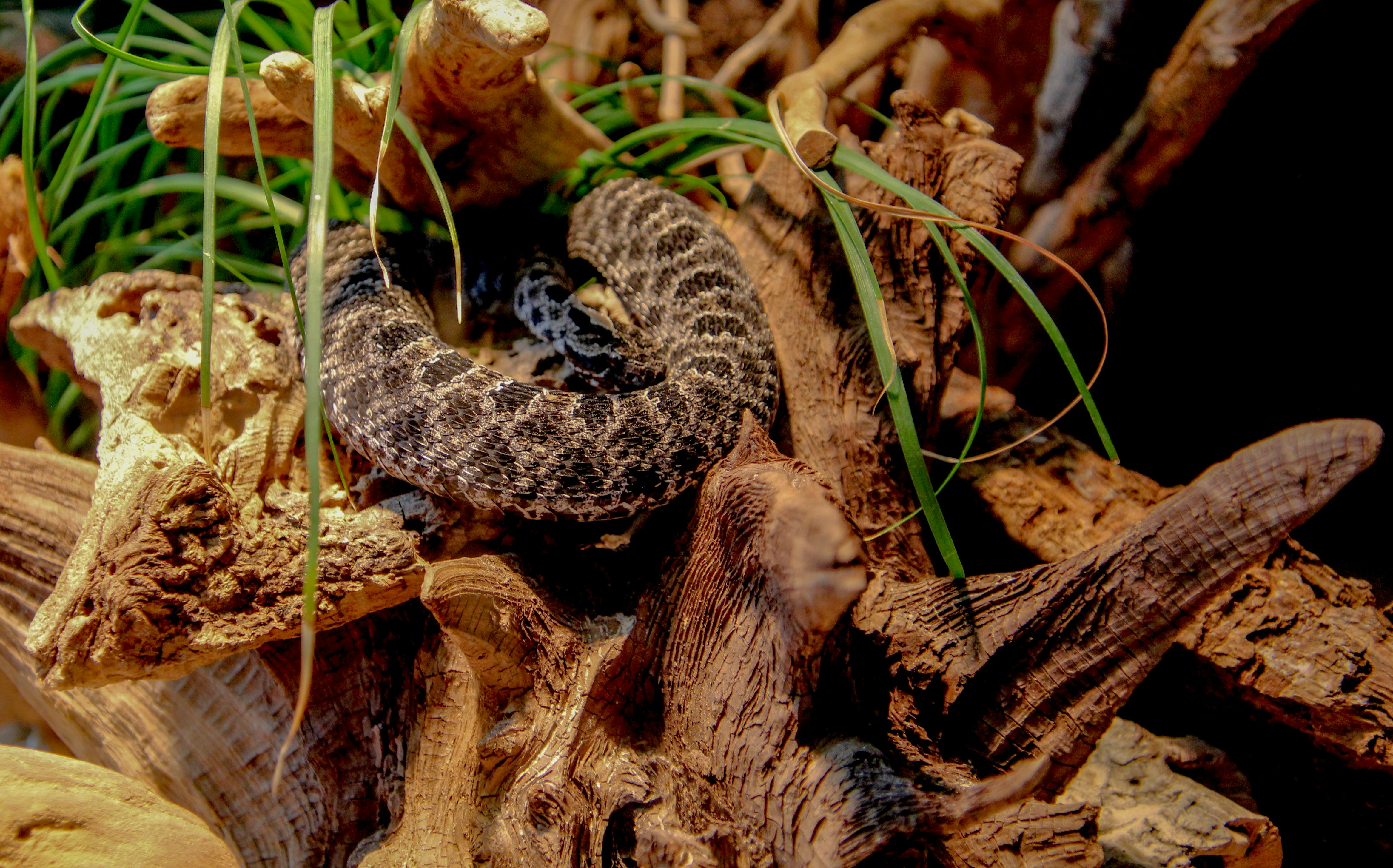 Snake Bite Photos, Download The BEST Free Snake Bite Stock Photos & HD ...