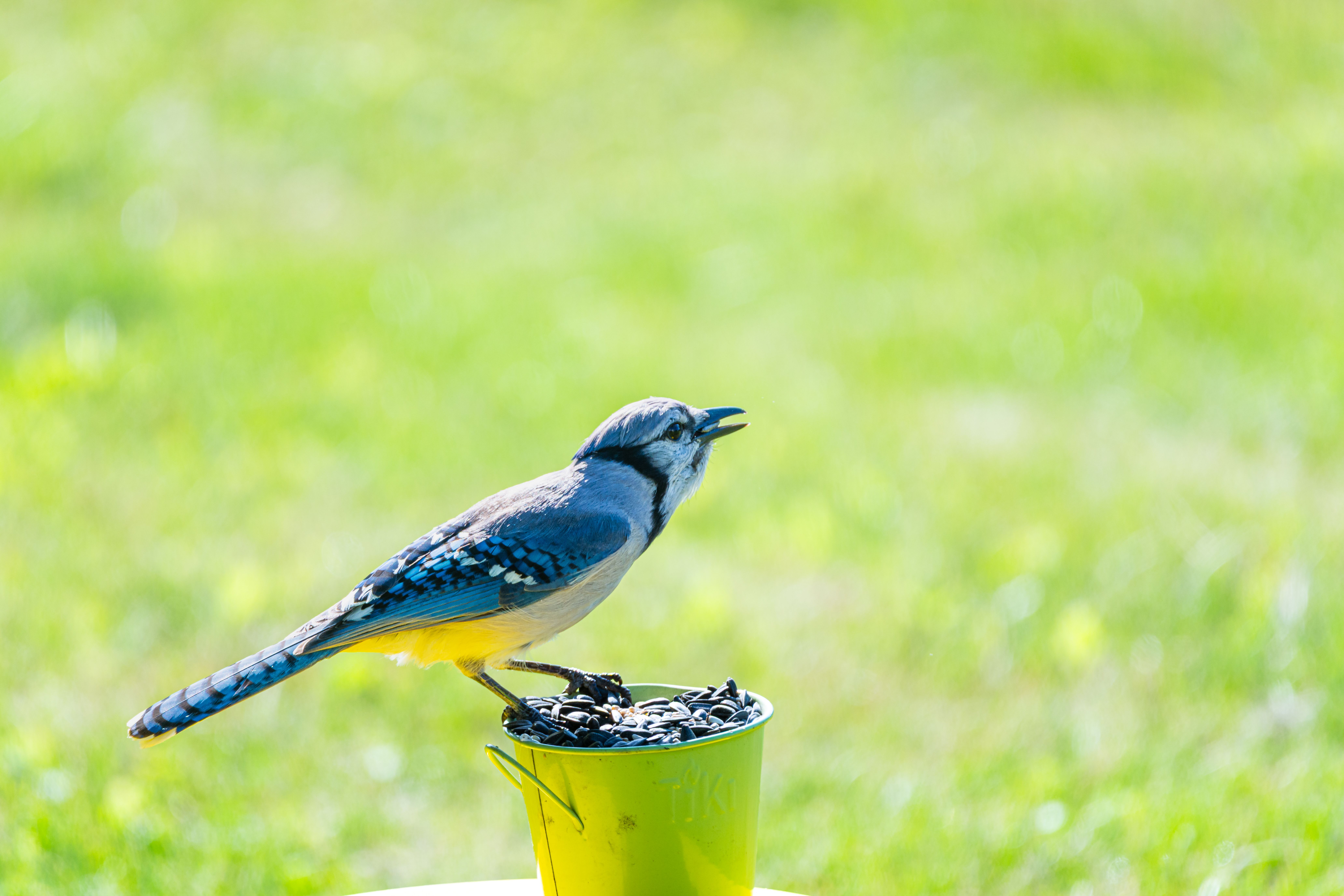Blue Jay Feeding on Sunflower Seeds Outdoors · Free Stock Photo